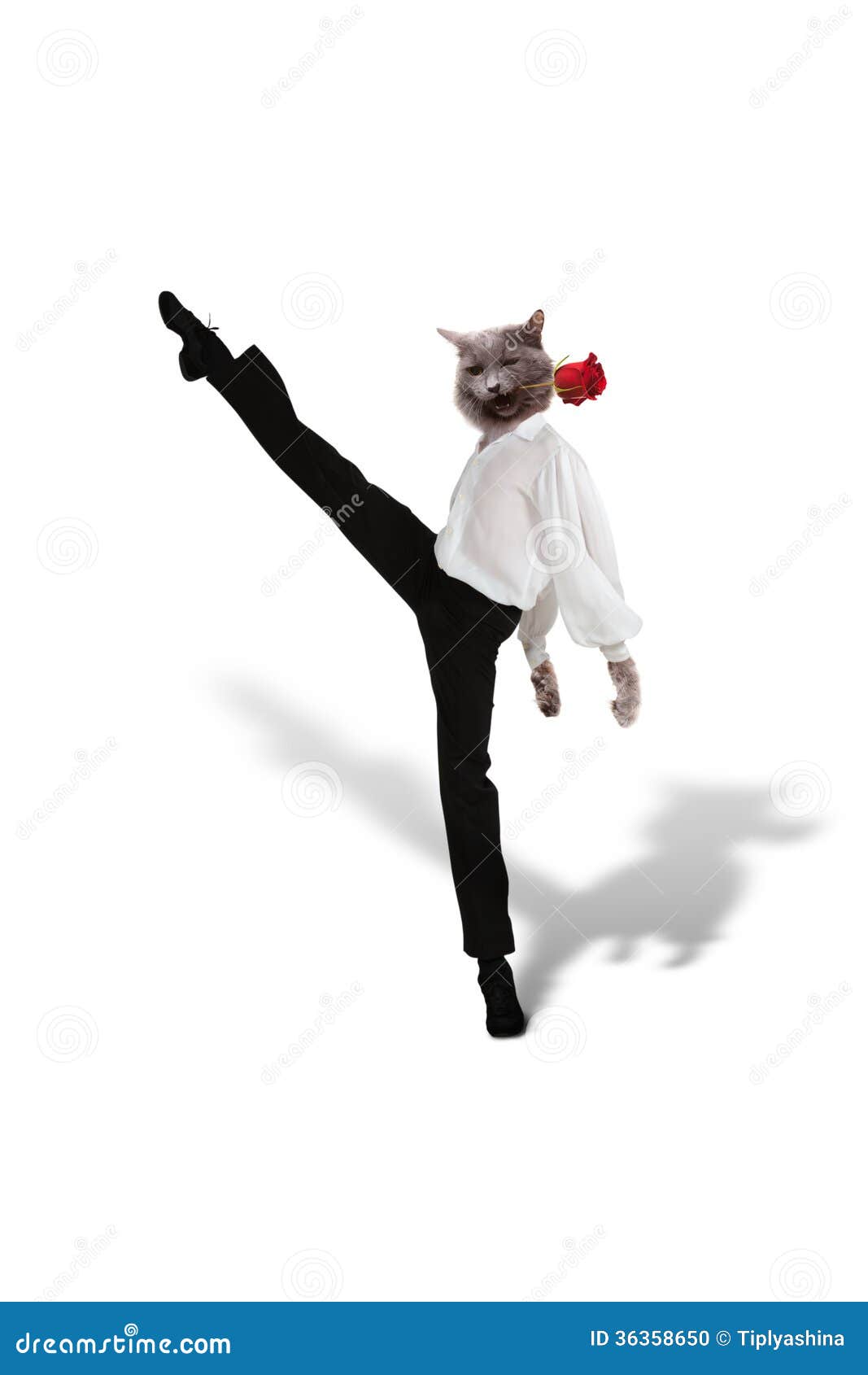 Cat Dances Tango with a Red Flower on White Bac Stock Photo - Image of ...