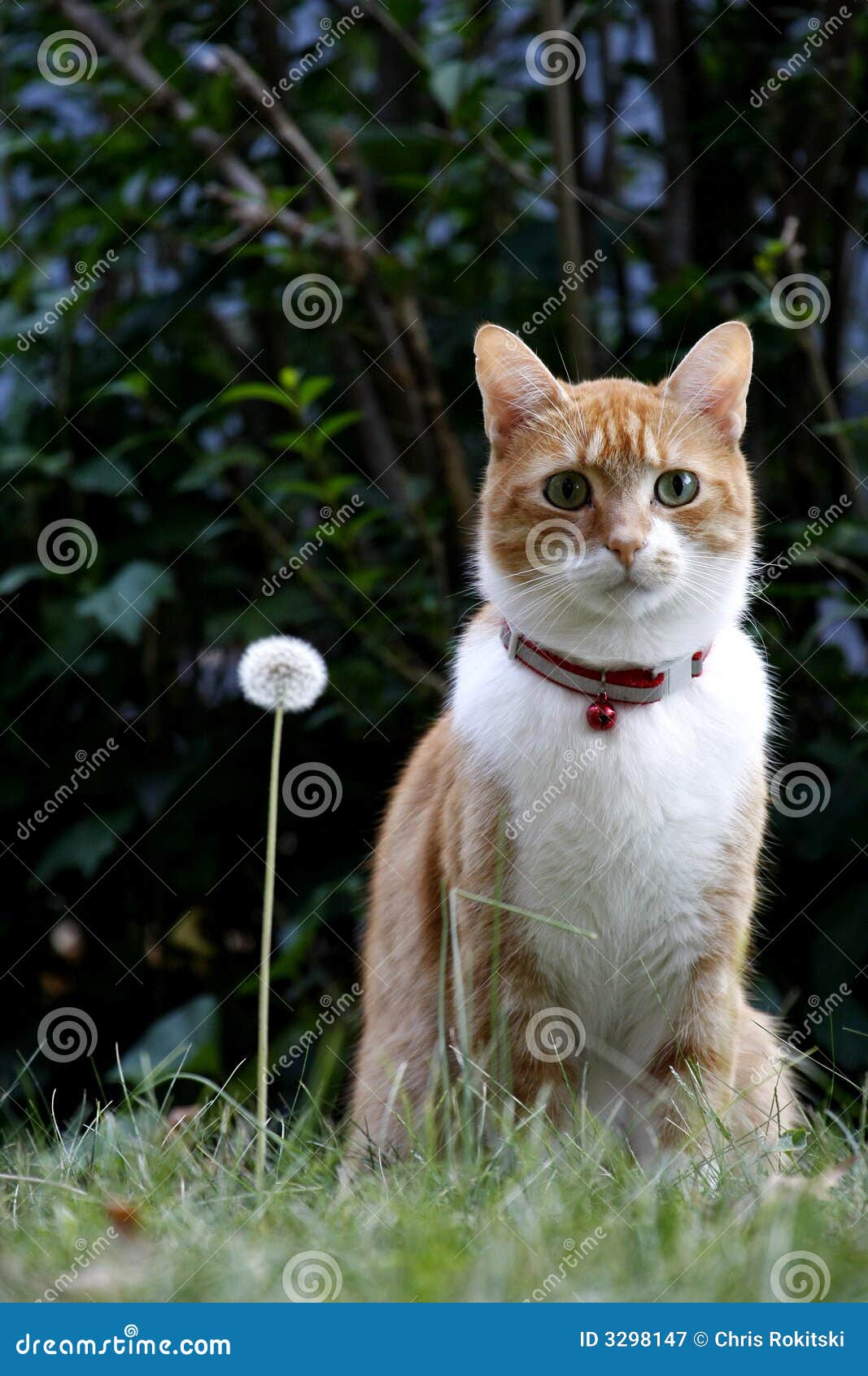 Cat and Dandelion stock image. Image of gaze, grass, house - 3298147