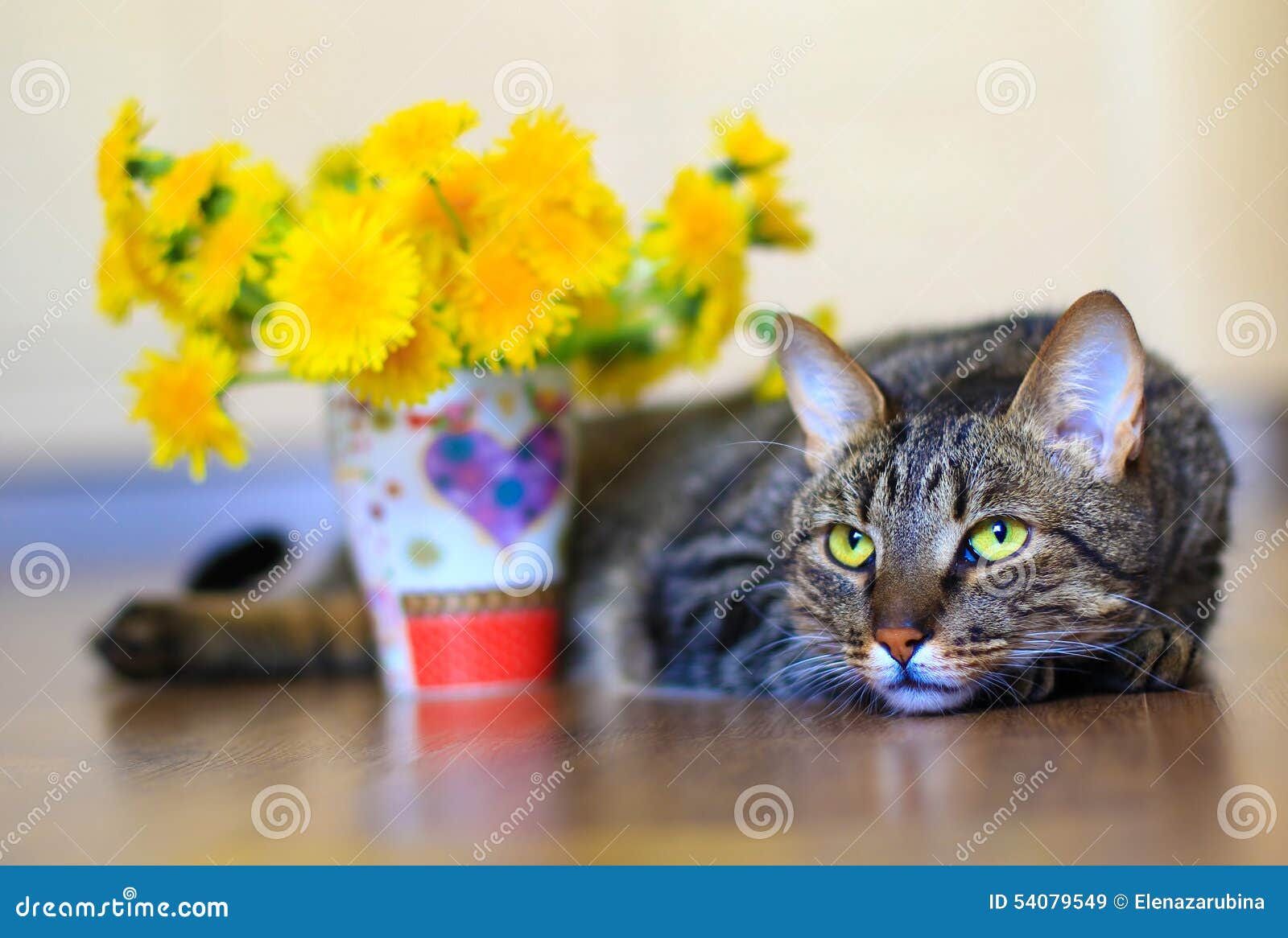 Cat and dandelions stock image. Image of cute, yellow - 54079549