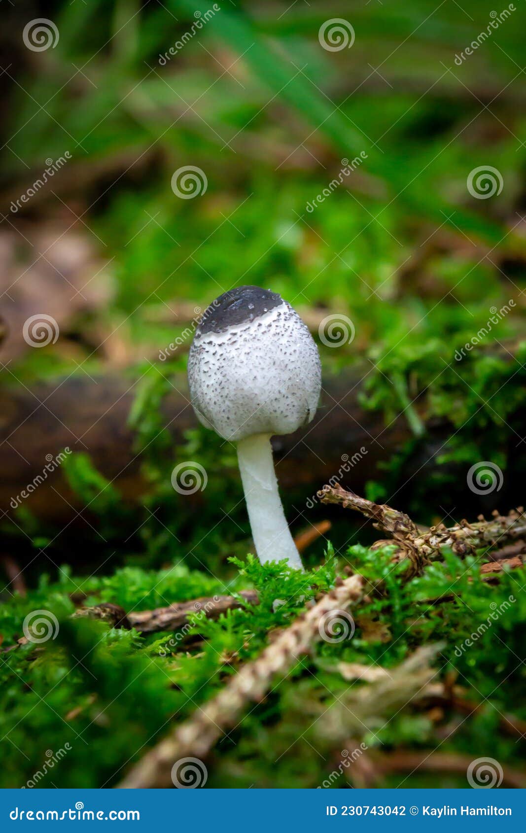 Cat Dapperling Mushroom stock photo. Image of plants - 230743042