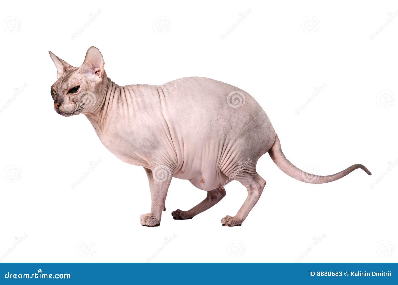 CAT DE LA ESFINGE imagen de archivo. Imagen de ronroneo - 8880683