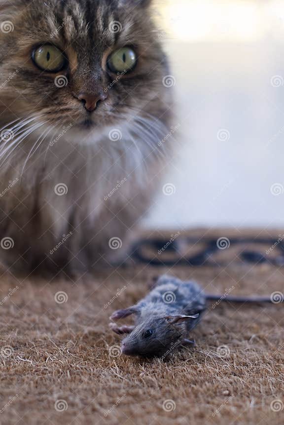 Cat with Dead Mouse Awaiting Recognition for Hunti Stock Photo - Image ...