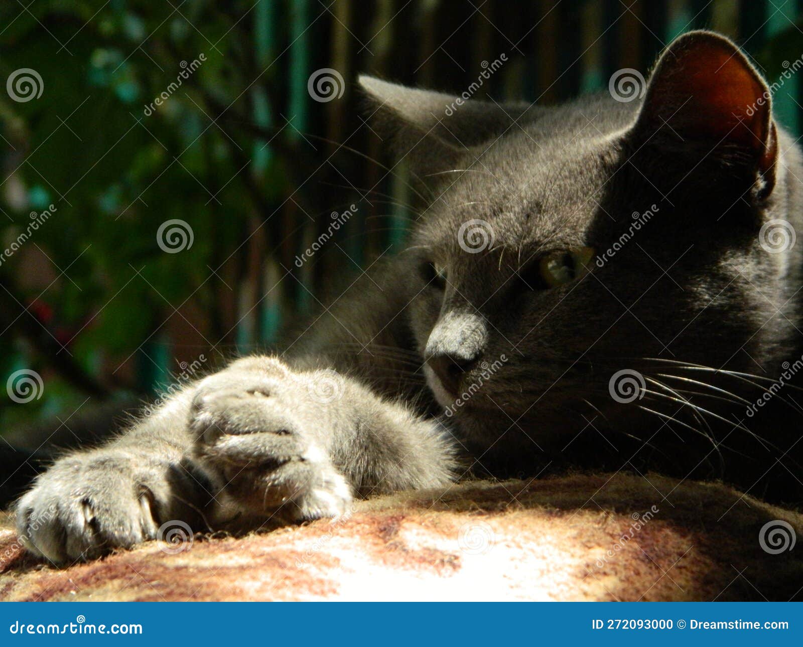 The Cat Decided To Bask in the Sun Stock Photo - Image of wildcat ...