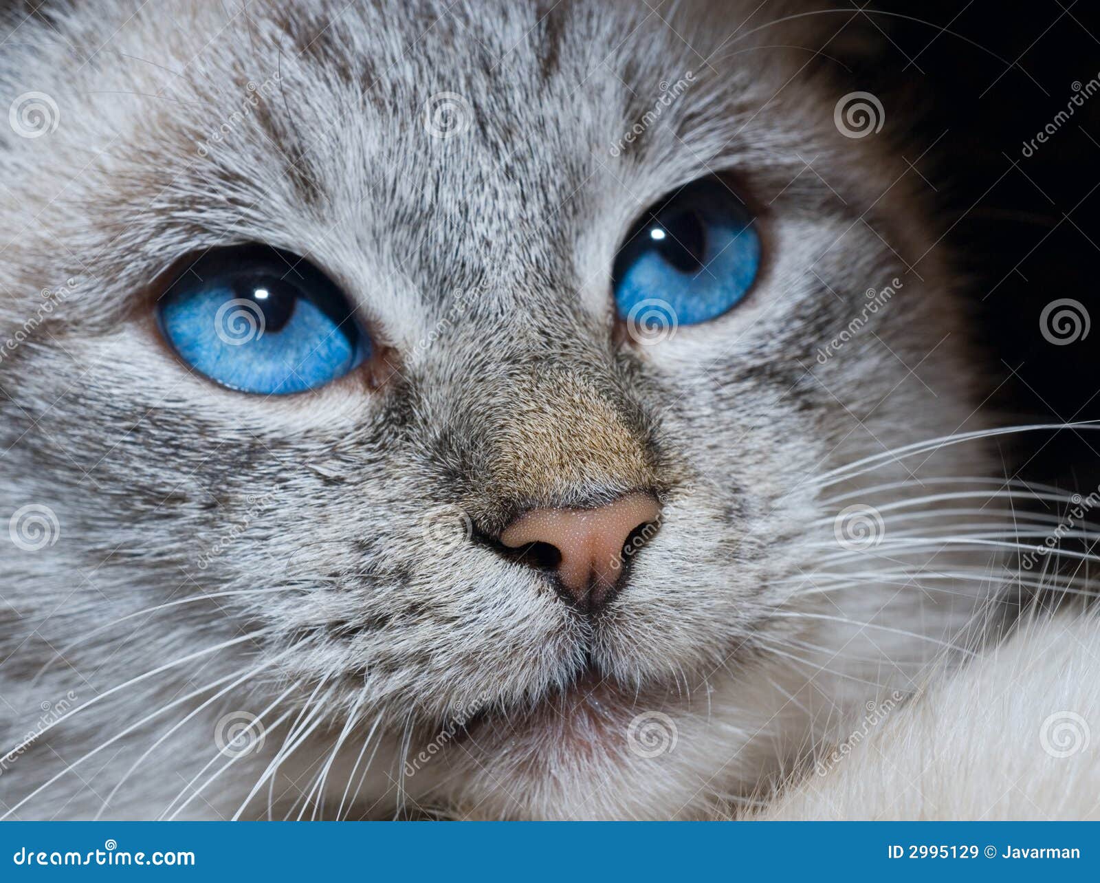Cat with deep blue eyes stock image. Image of domestic - 2995129