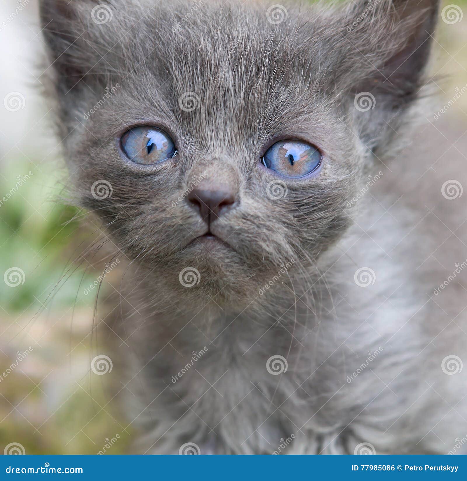 Cat with deep stock photo. Image of deep, pets, nature - 77985086