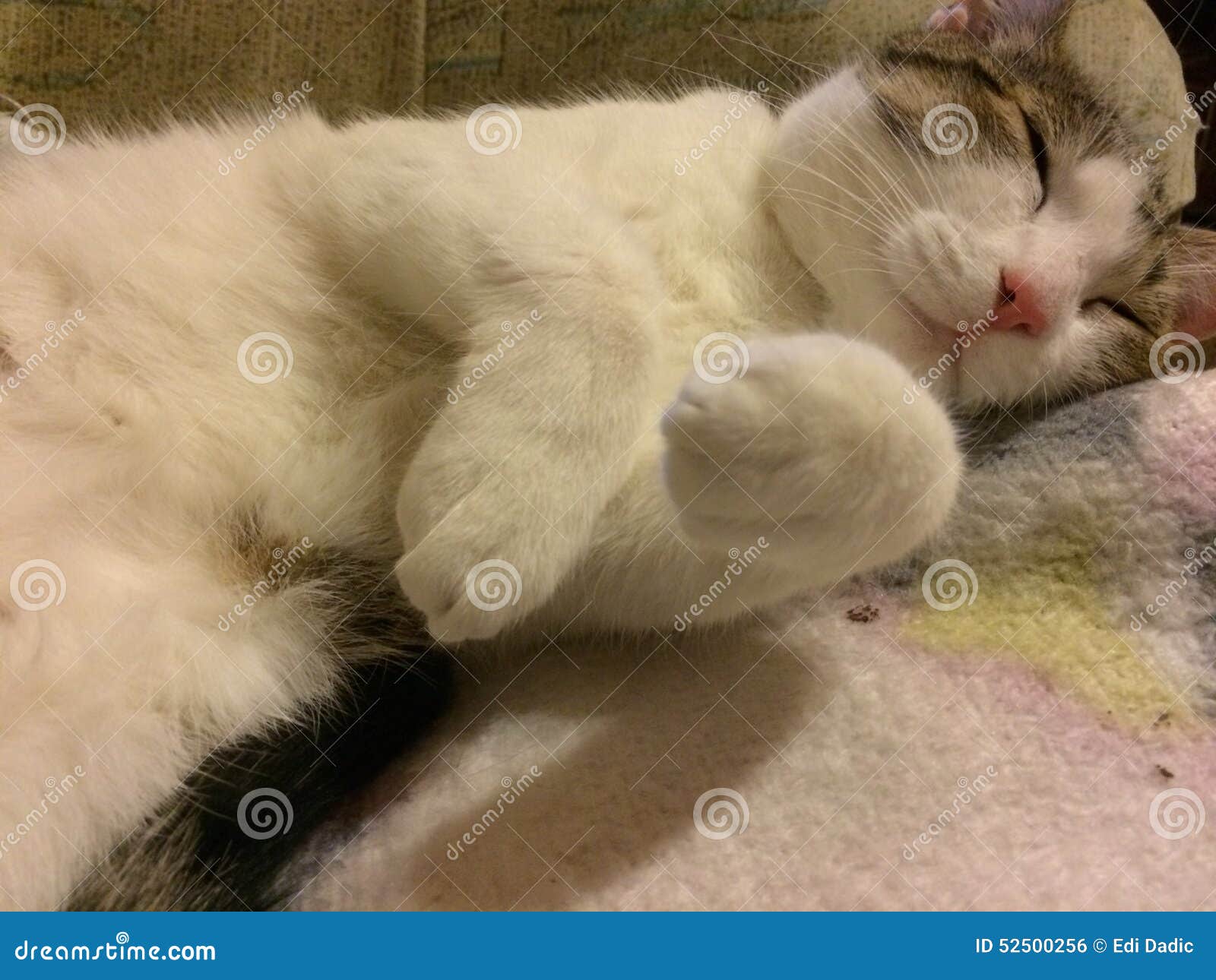 Cat at deep sleep mode stock photo. Image of deep, cute - 52500256