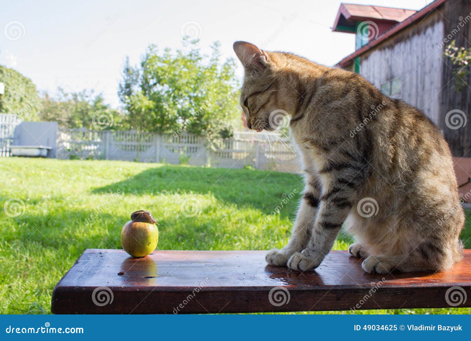 Cat delicious stock image. Image of refreshment, kitten - 49034625