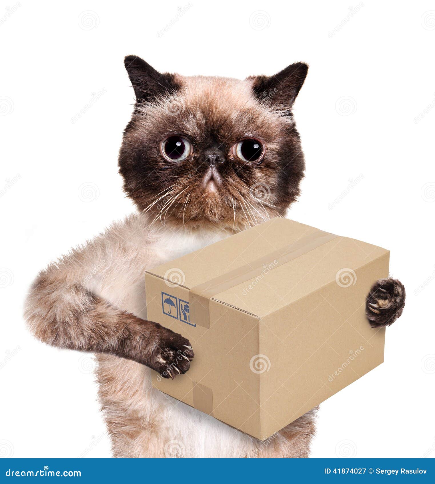 Cat delivery post box stock image. Image of deliver, cute - 41874027