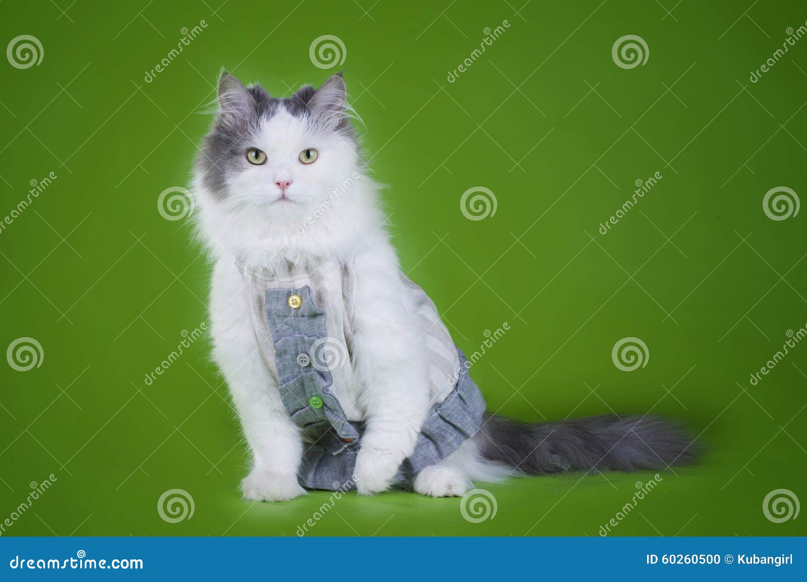 Cat-designer Presents His Collection of Clothes Stock Photo - Image of ...