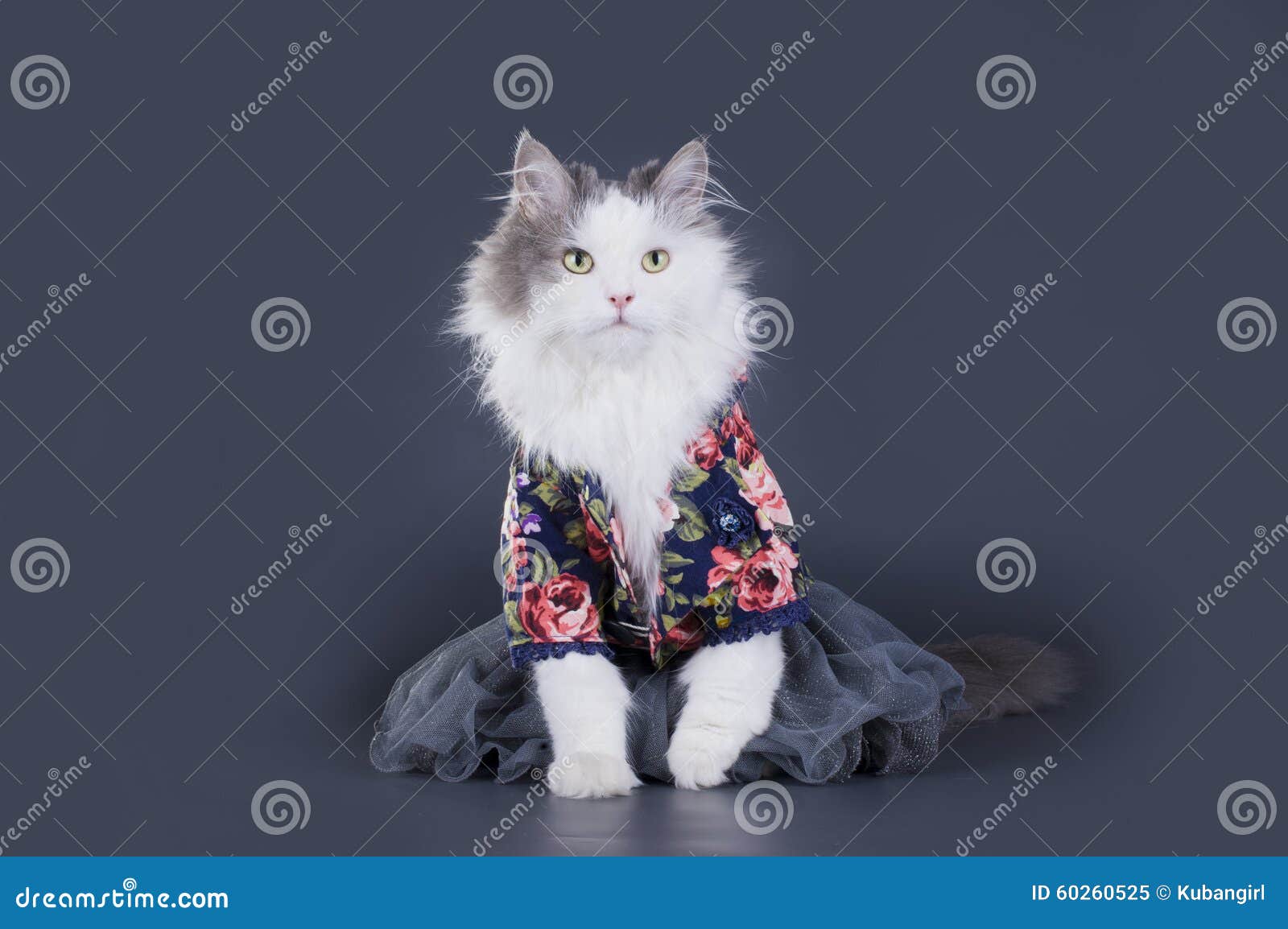 Cat-designer Presents His Collection of Clothes Stock Image - Image of ...
