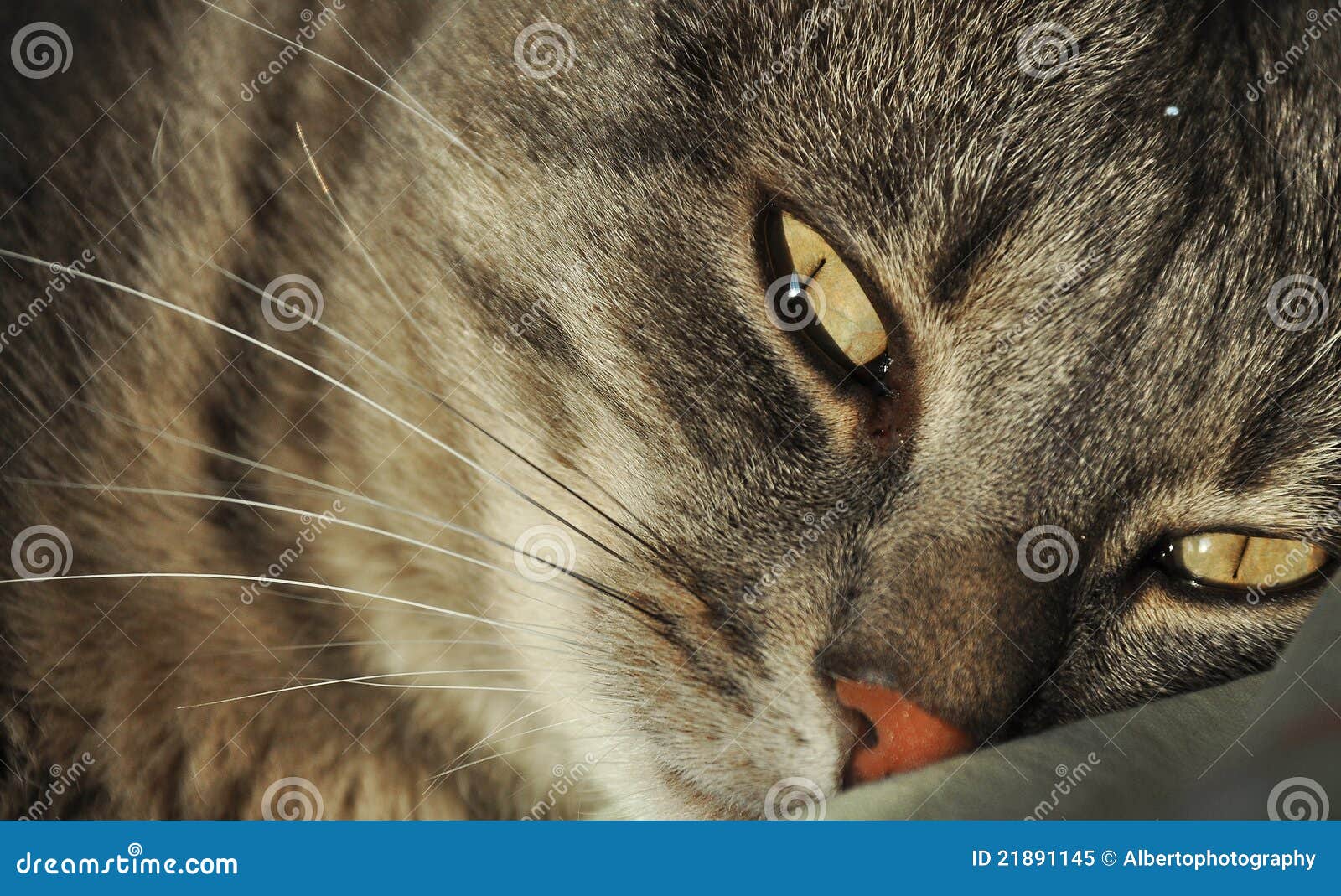 Cat detail stock image. Image of features, mammal, head - 21891145