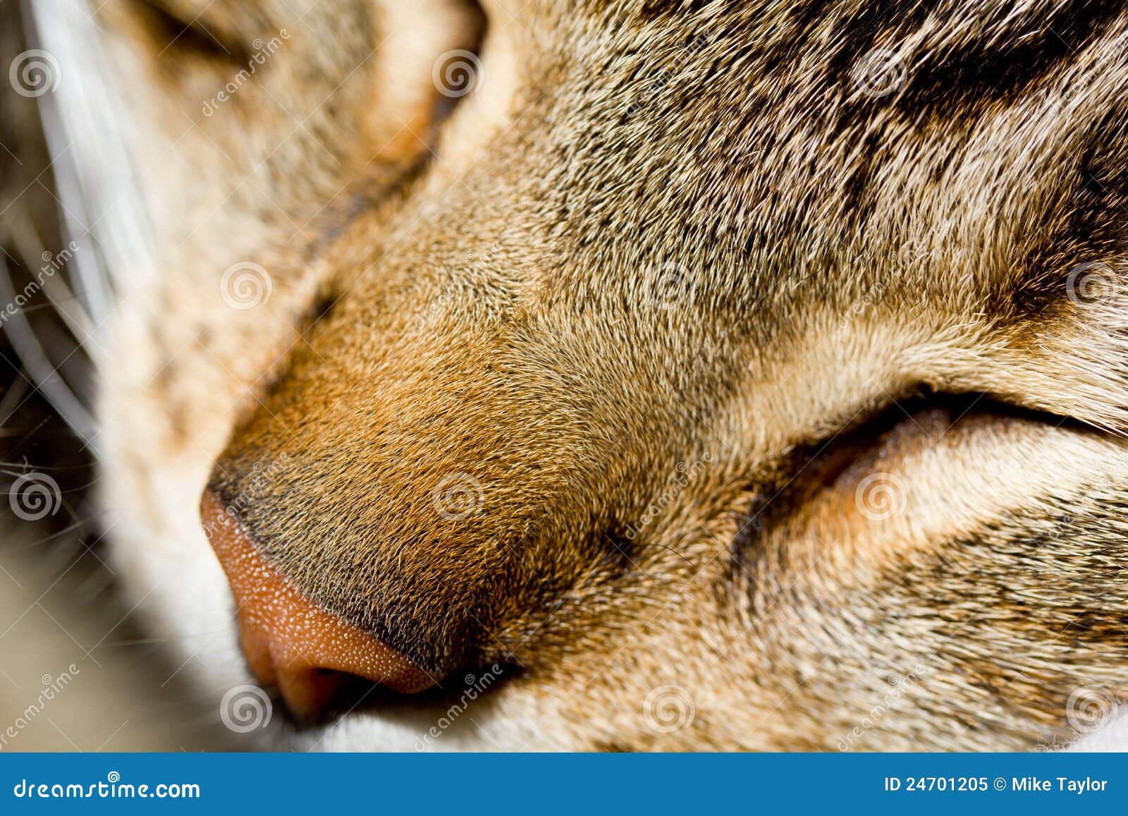 Cat detail stock image. Image of pattern, animals, view - 24701205