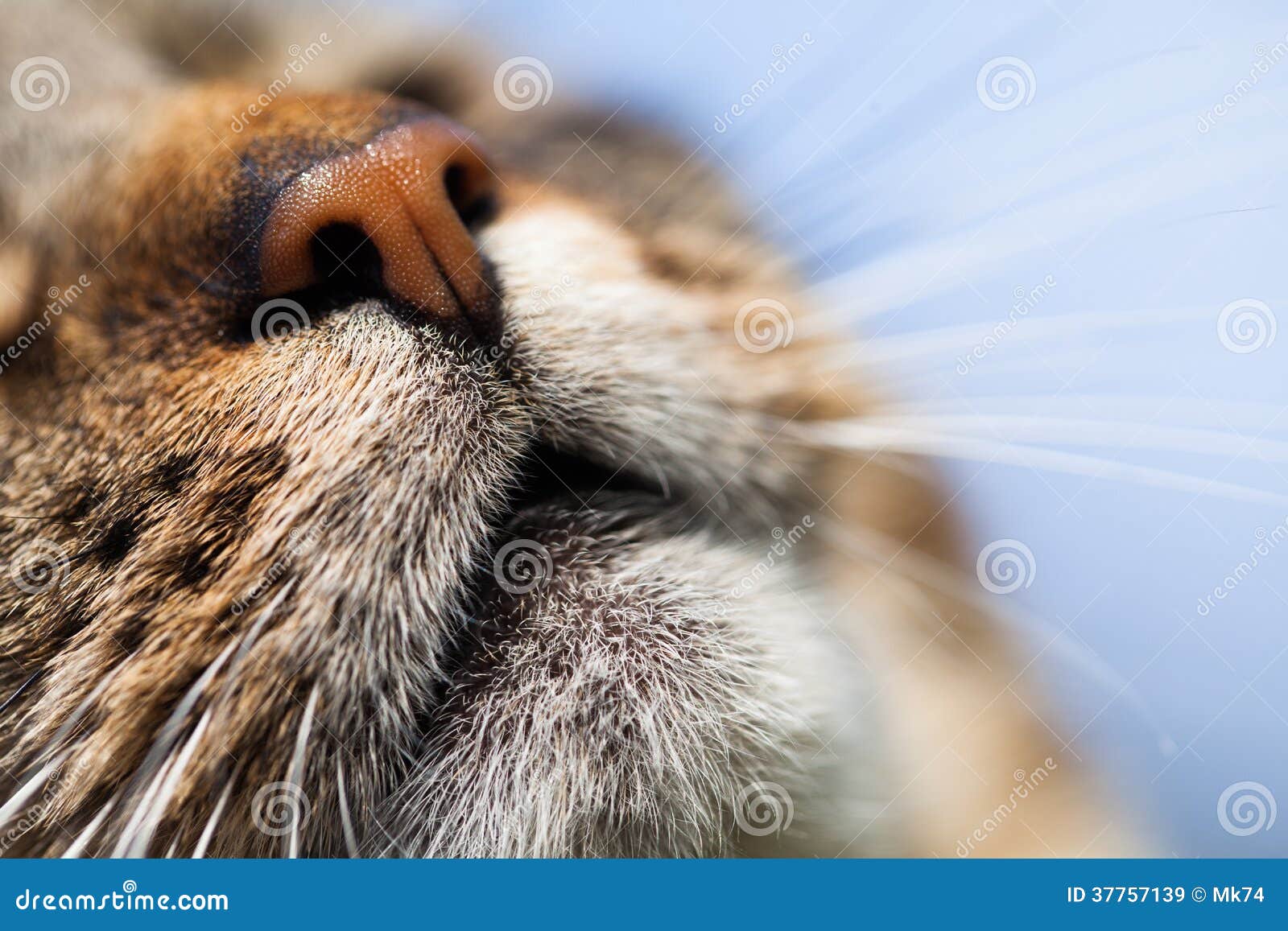Cat detail stock image. Image of animal, kitty, detail - 37757139