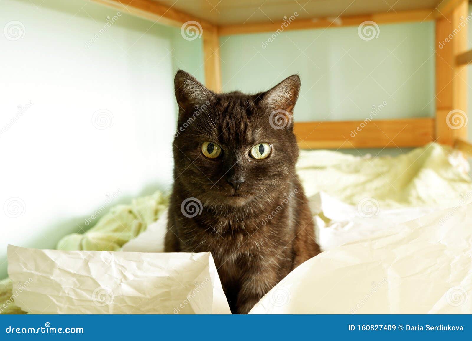 A Cat with a Determined Expression on Her Face Stock Image - Image of ...