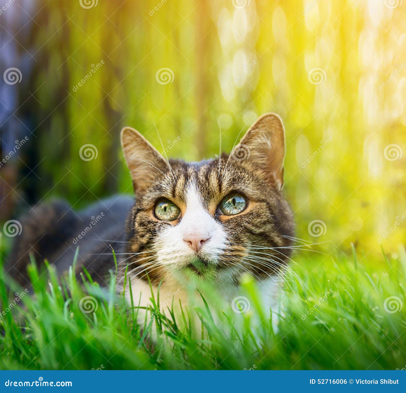 Cat with Different Colored Eyes Hunting in the Summer Garden Stock ...