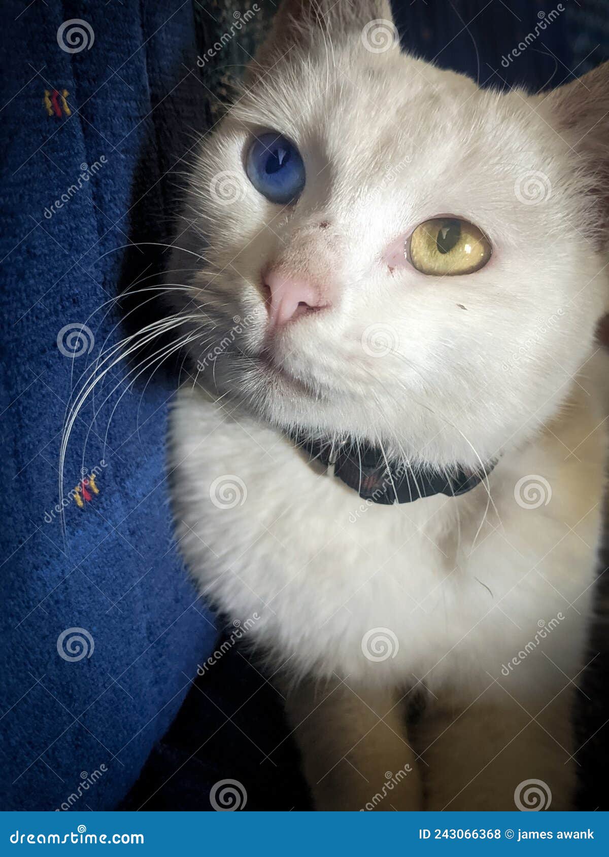 Cat with 2 different eyes stock photo. Image of eyes - 243066368