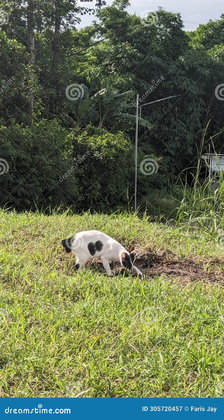 The Cat is Digging the Grass with Its Claws Stock Image - Image of ...
