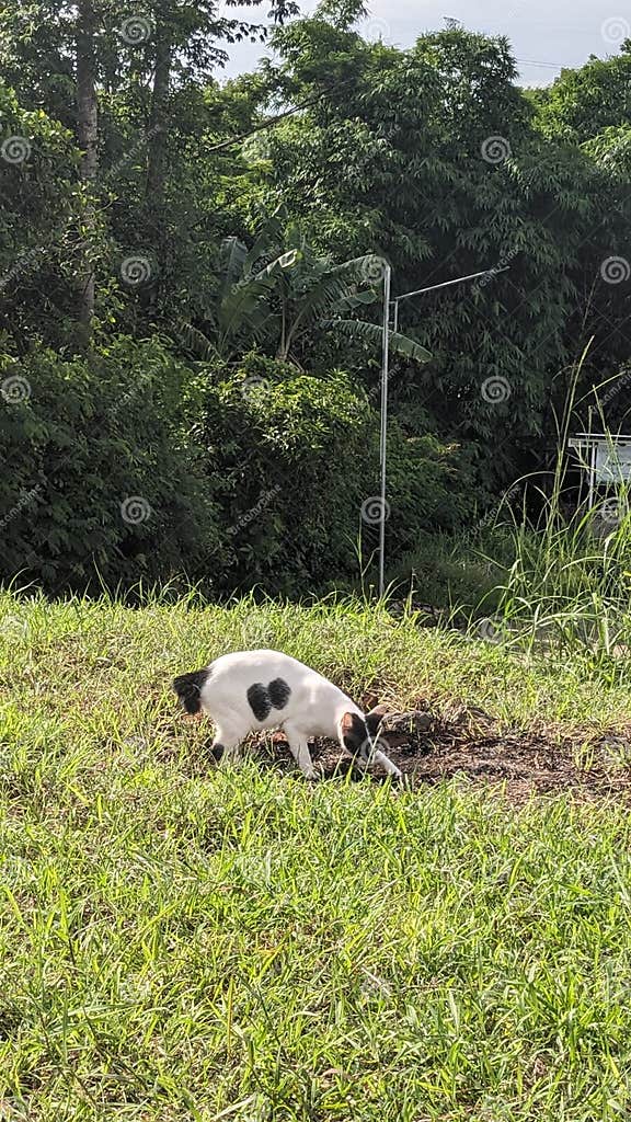The Cat is Digging the Grass with Its Claws Stock Image - Image of ...
