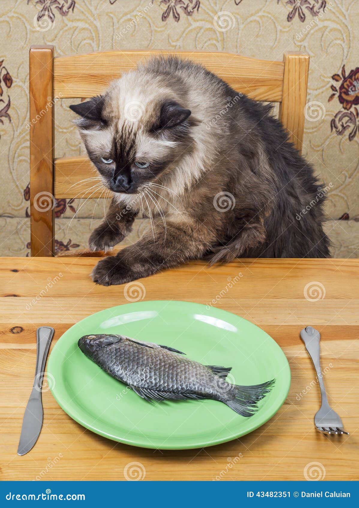 Cat at dinner table stock image. Image of breakfast, fish - 43482351