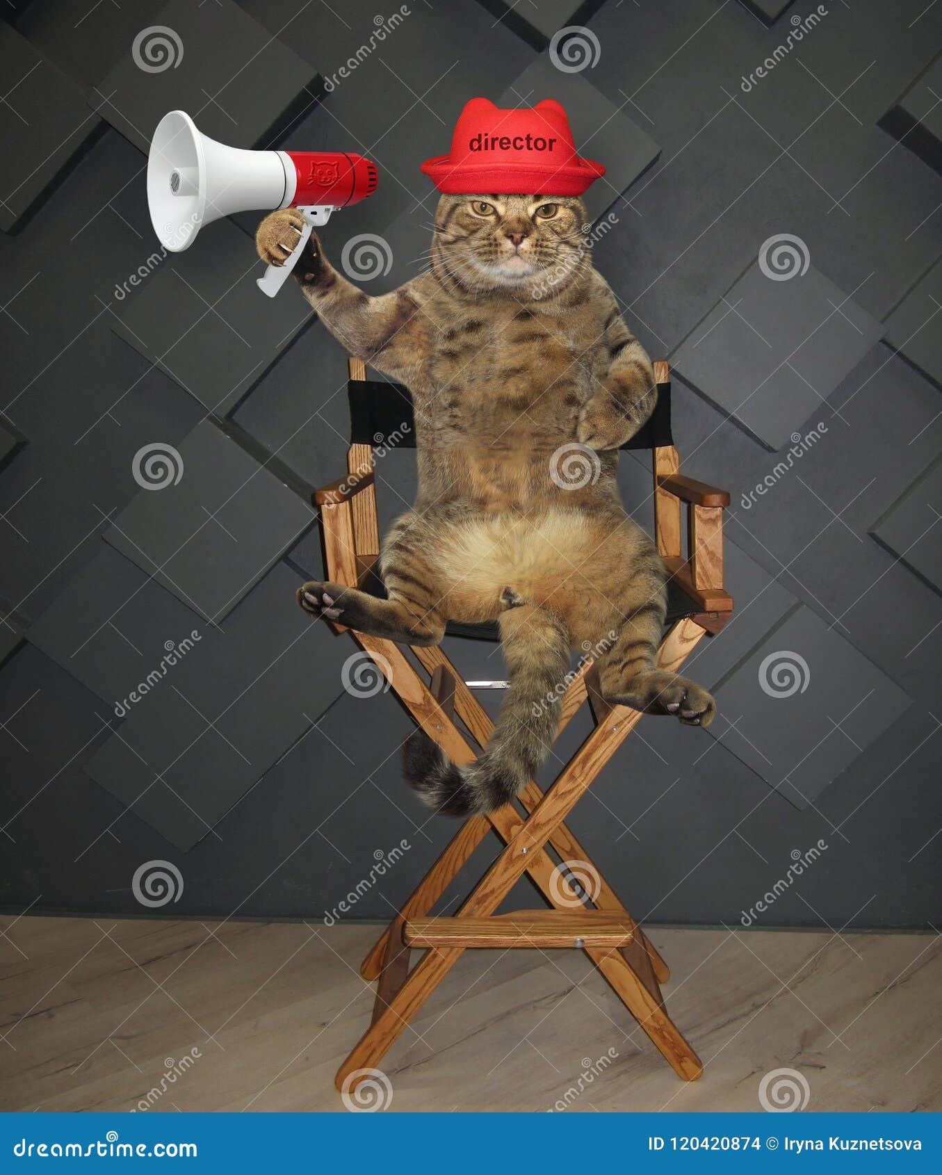 Cat director on chair stock photo. Image of industry - 120420874