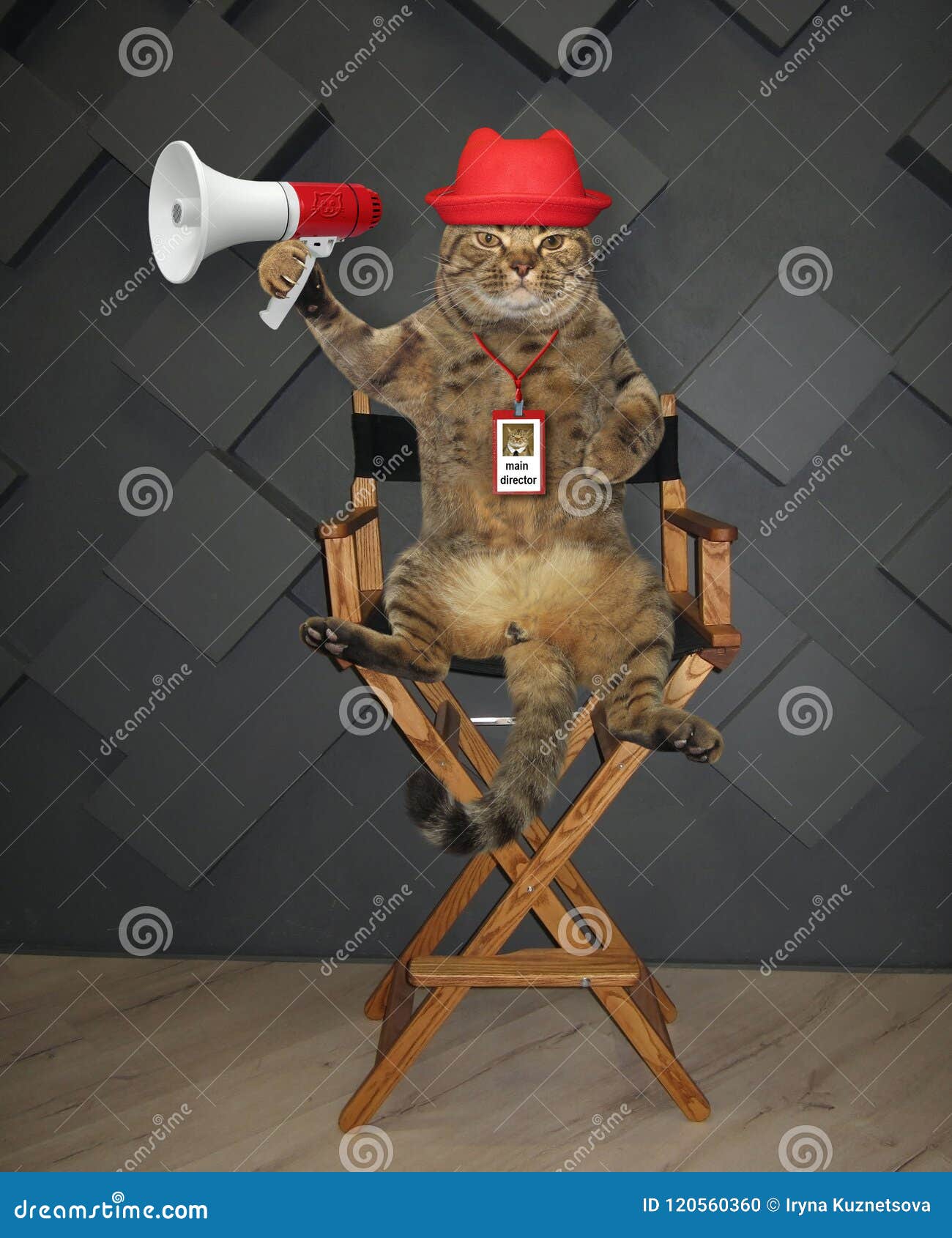 Cat director on chair 2 stock photo. Image of megaphone - 120560360