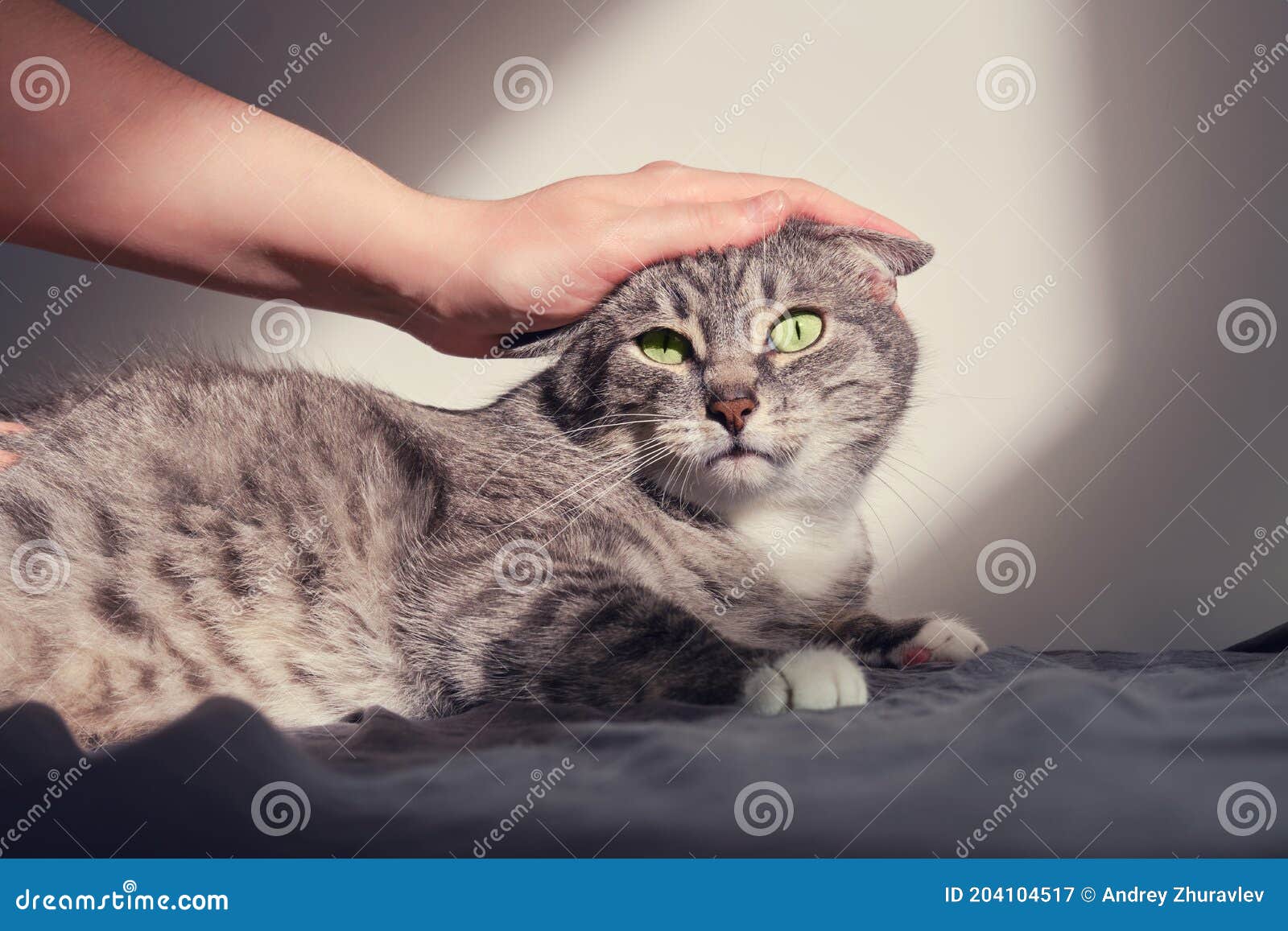Cat is Displeased and Scared that a Man Hand is Stroking it Stock Image ...