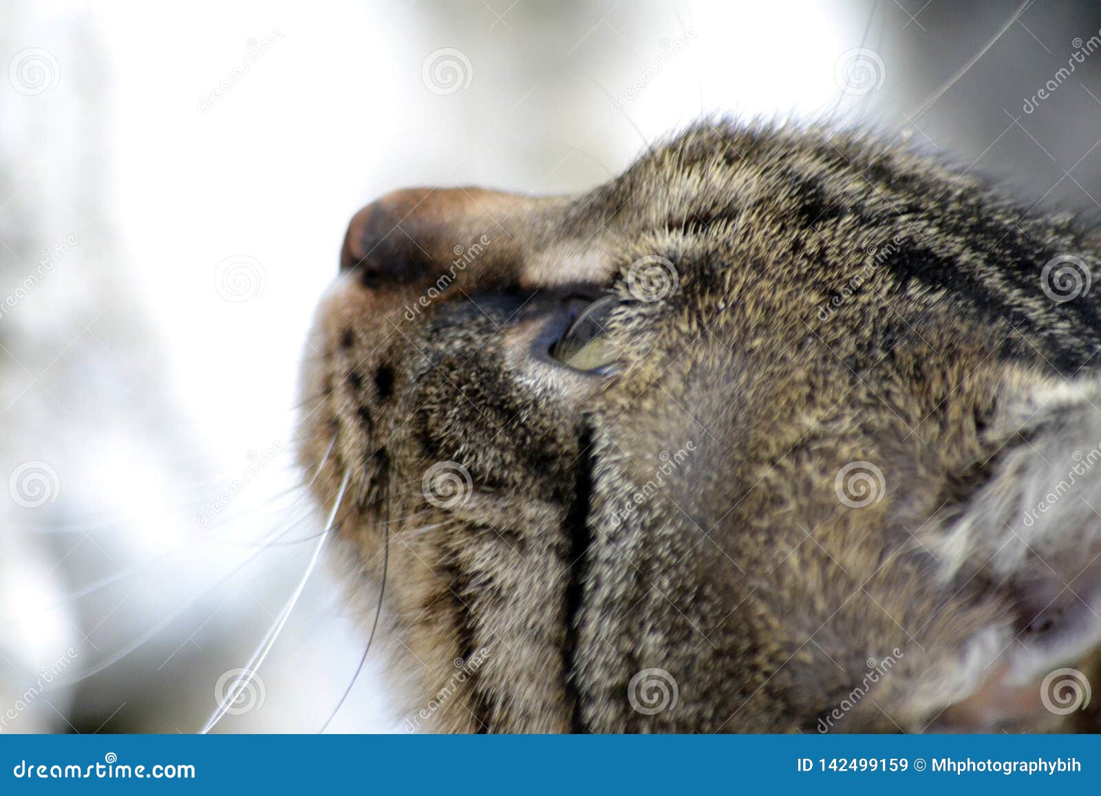 Cat distance view stock image. Image of beautiful, herzegovina - 142499159