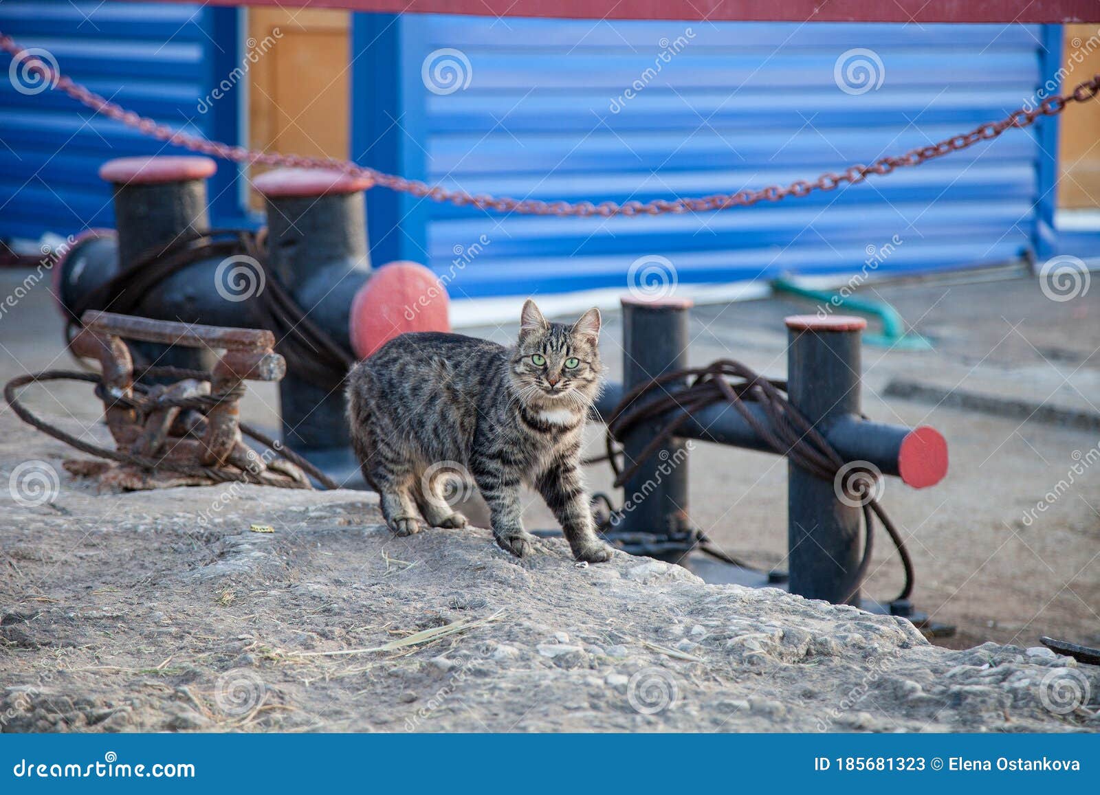 Cat on the dock stock image. Image of kitten, cell, carnivore - 185681323