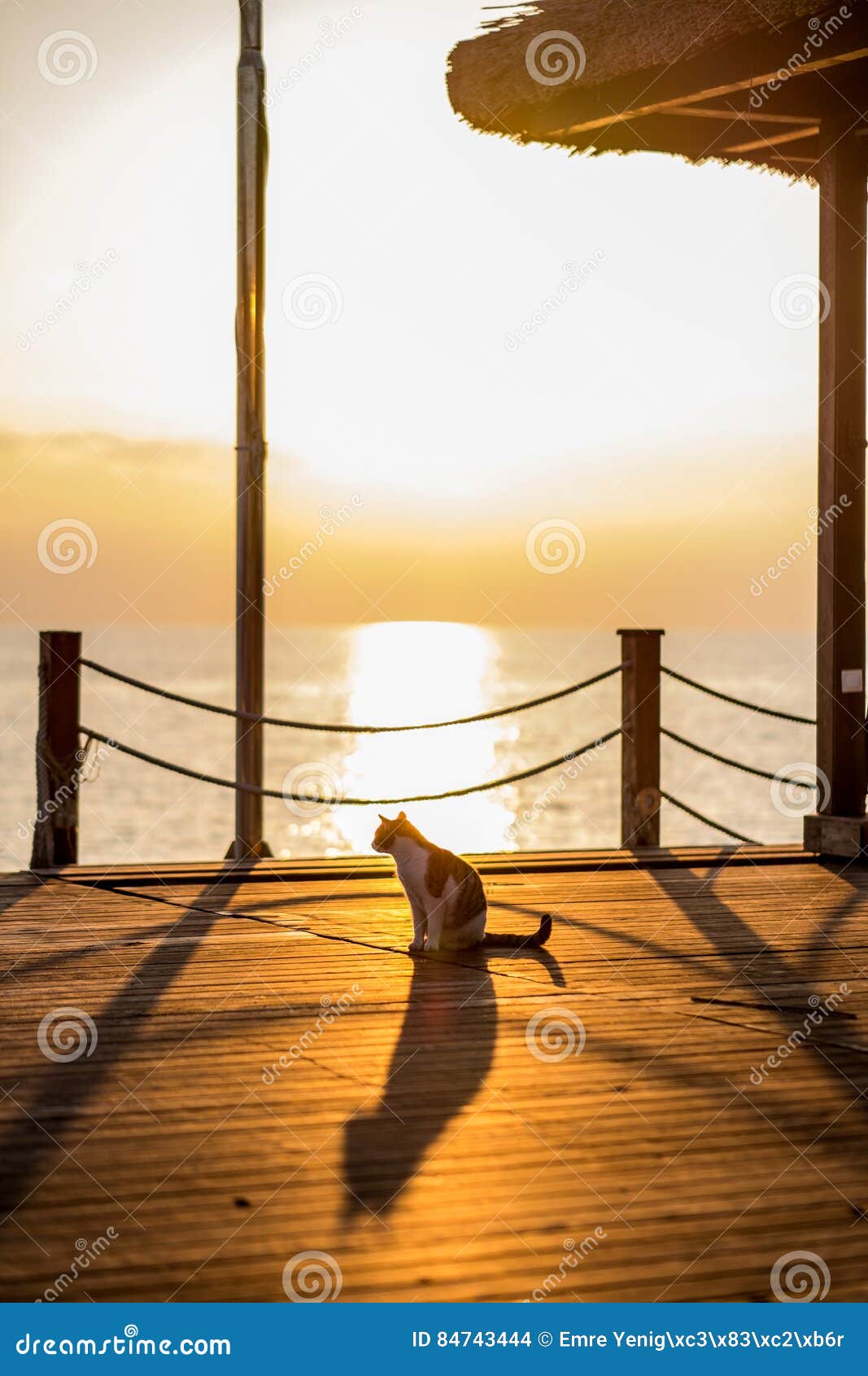 Cat stock photo. Image of sunshine, looking, sightseeing - 84743444