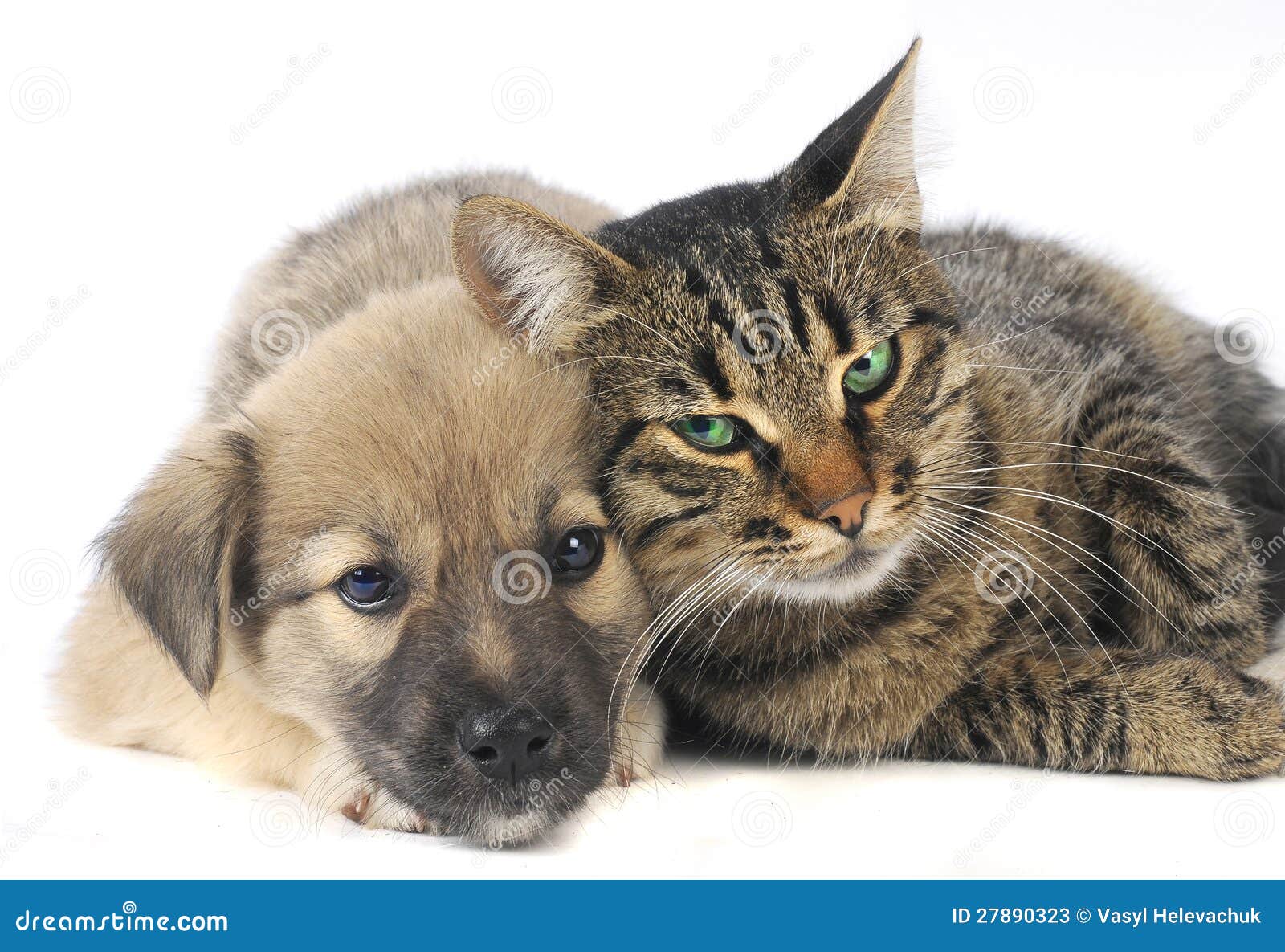 Cat and dog stock image. Image of delightful, animal - 27890323
