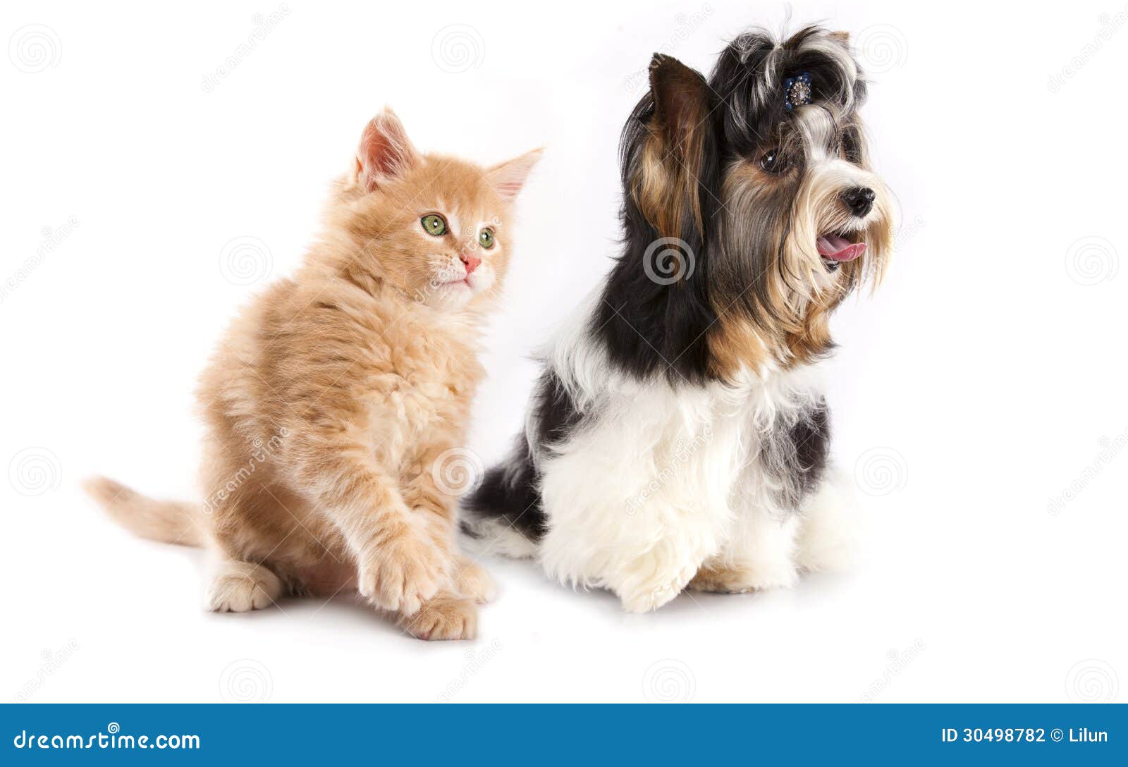 Cat and dog stock photo. Image of friendship, opposites - 30498782