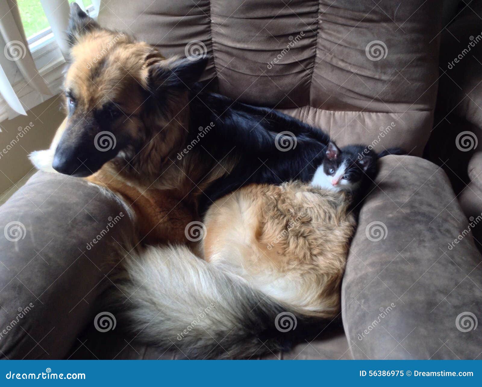 Cat and dog stock image. Image of friends, forever - 56386975