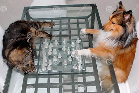 Cat and Dog Competition stock image. Image of games, animal - 1816275