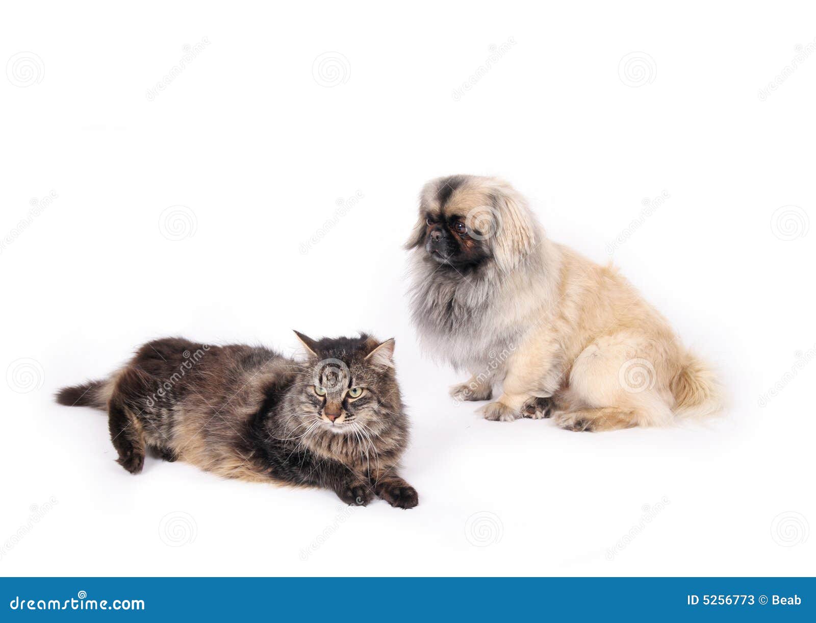 Cat and dog, friends stock image. Image of feline, clever - 5256773