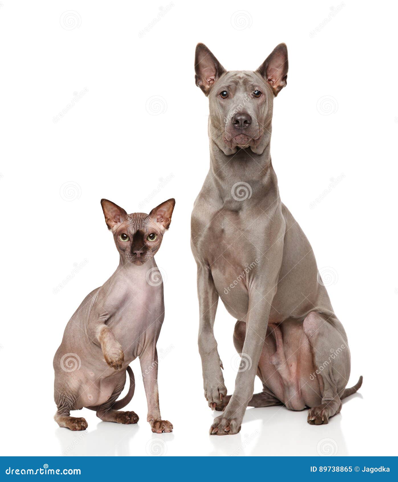 A Hairless Cat Dog
