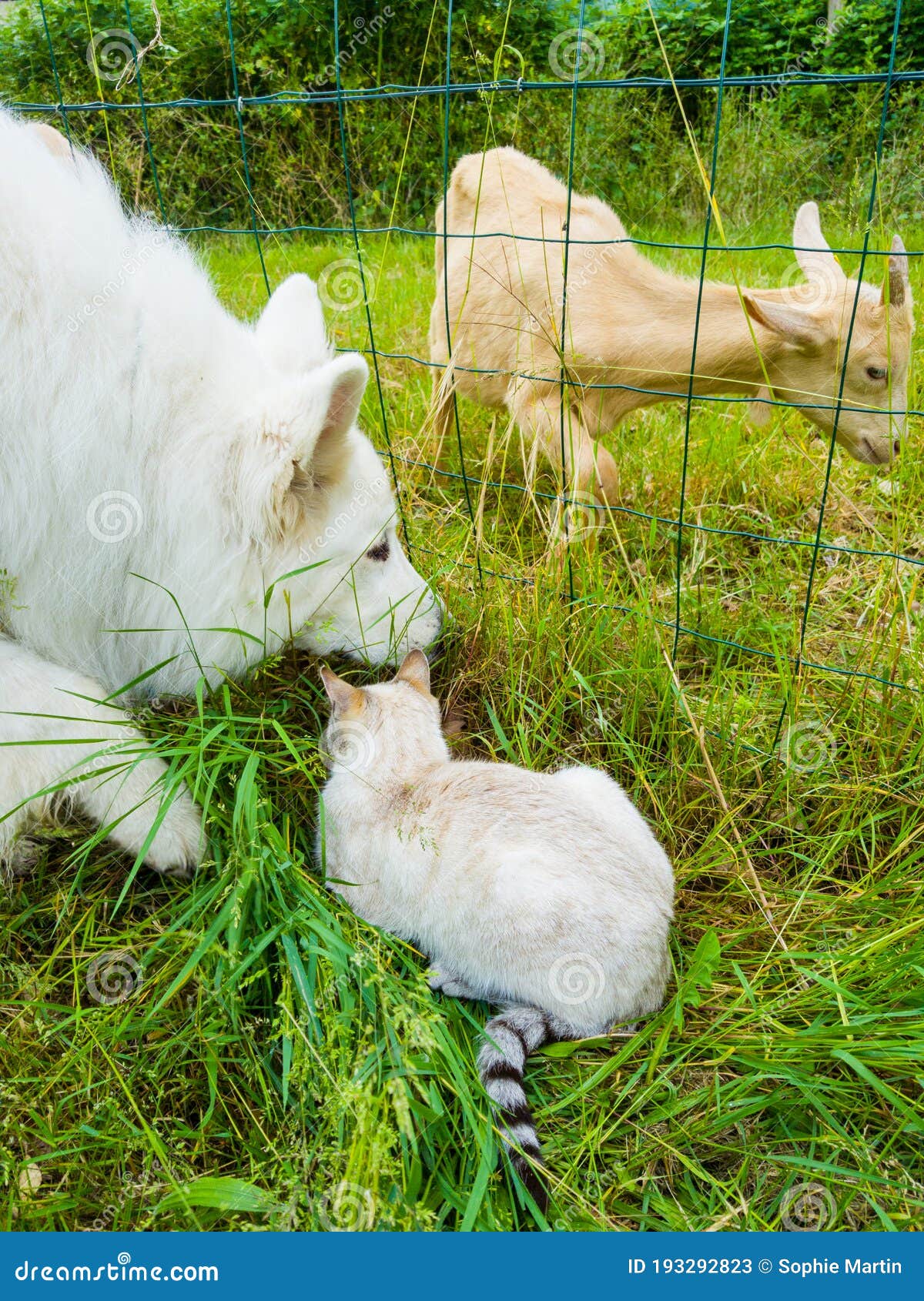 Cat dog and goat stock image. Image of mammal, goats - 193292823