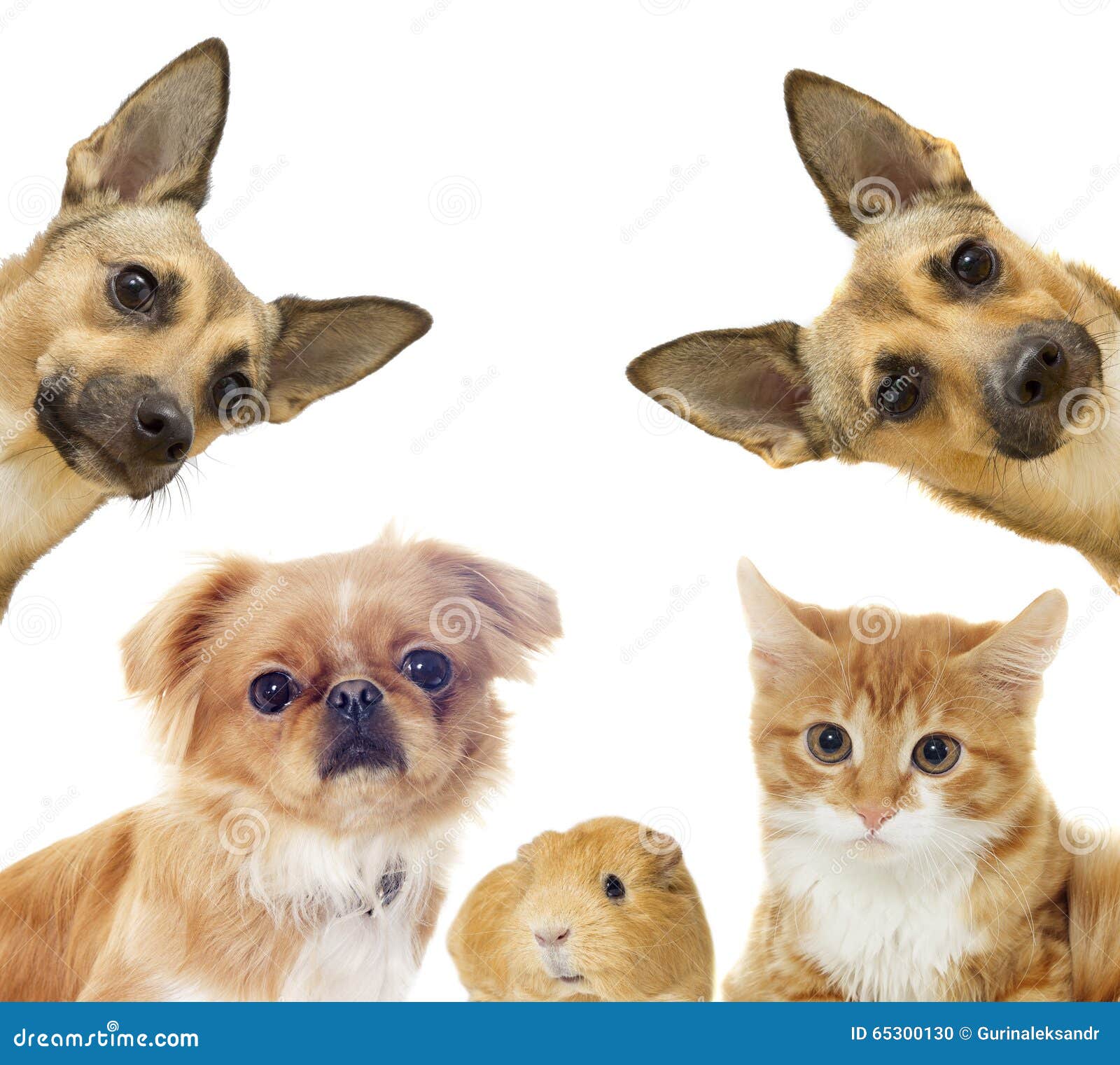 Cat and a Dog and Guinea Pig Stock Photo - Image of mini, friendship ...