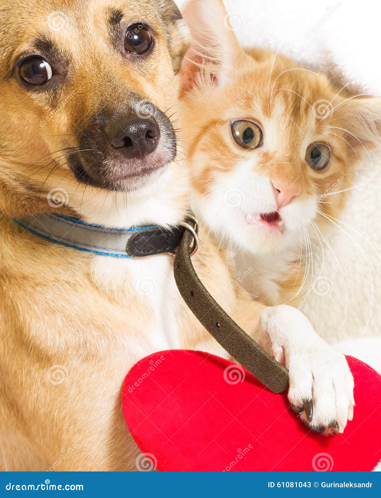 Cat, dog and heart stock image. Image of small, togetherness - 61081043