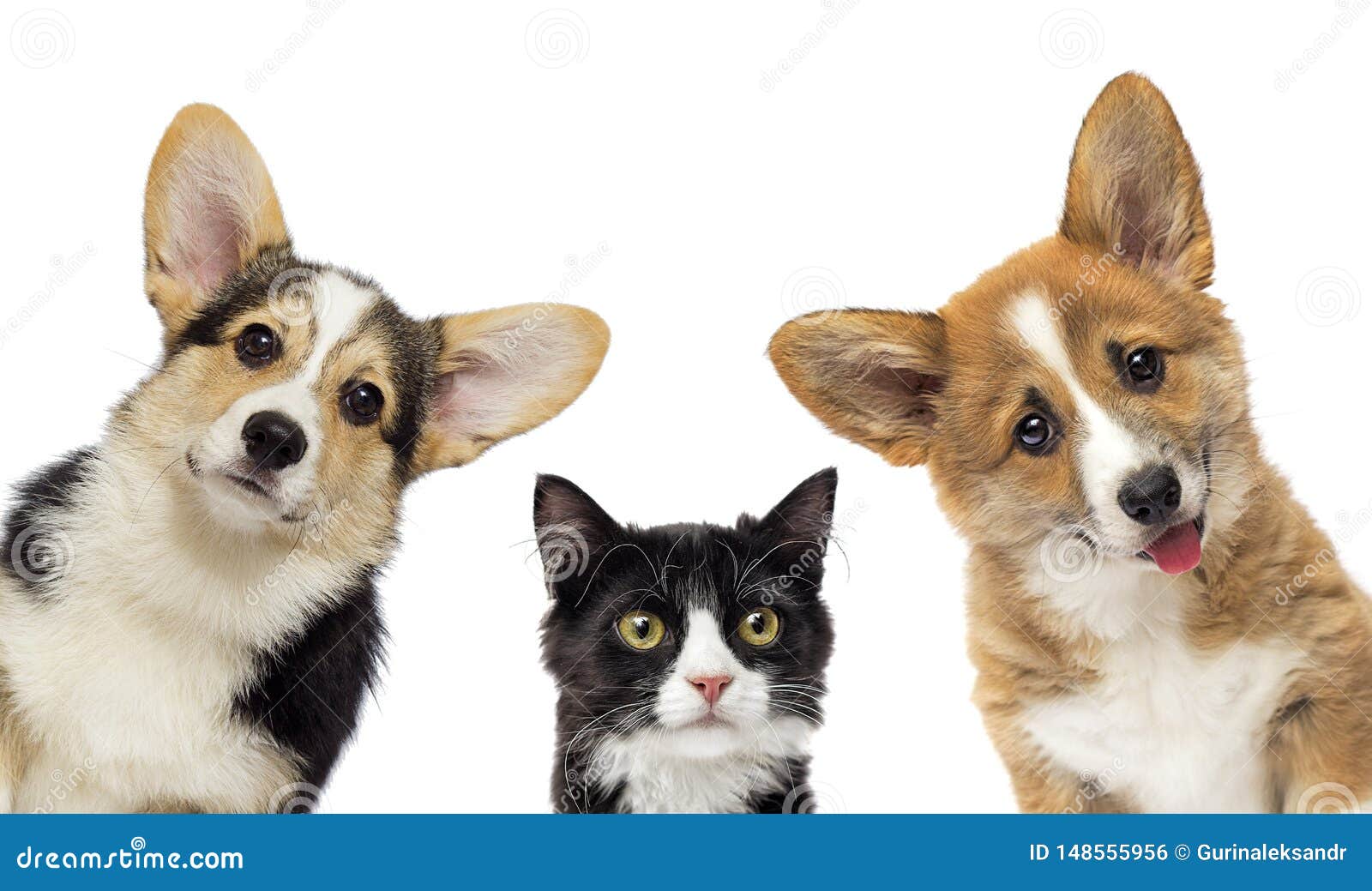 Cat and dog look stock photo. Image of isolated, breed - 148555956