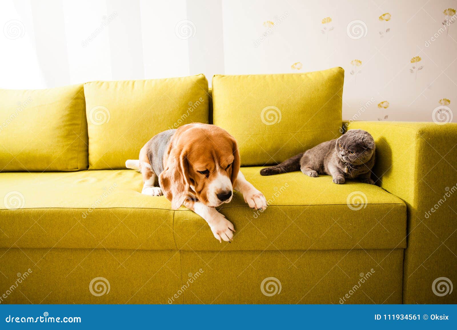 Sad dog and the cat stock image. Image of friends, doggie - 111934561