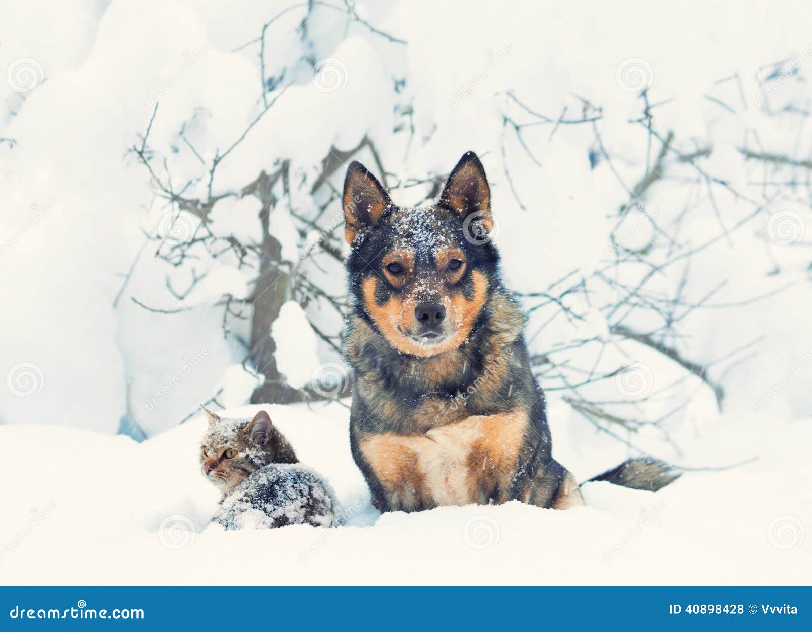 Cat and dog stock photo. Image of winter, cool, blizzard - 40898428