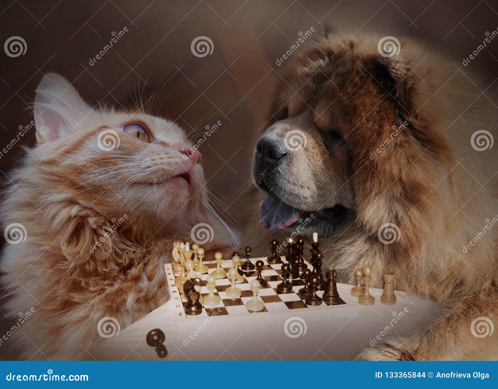 Cat and dog play a chess stock photo. Image of soft - 133365844