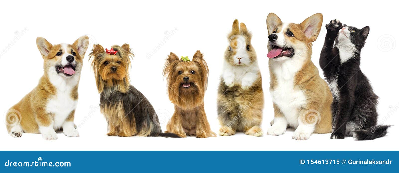 Cat and Dog and Rabbit Together Stock Image - Image of rabbit, animal ...