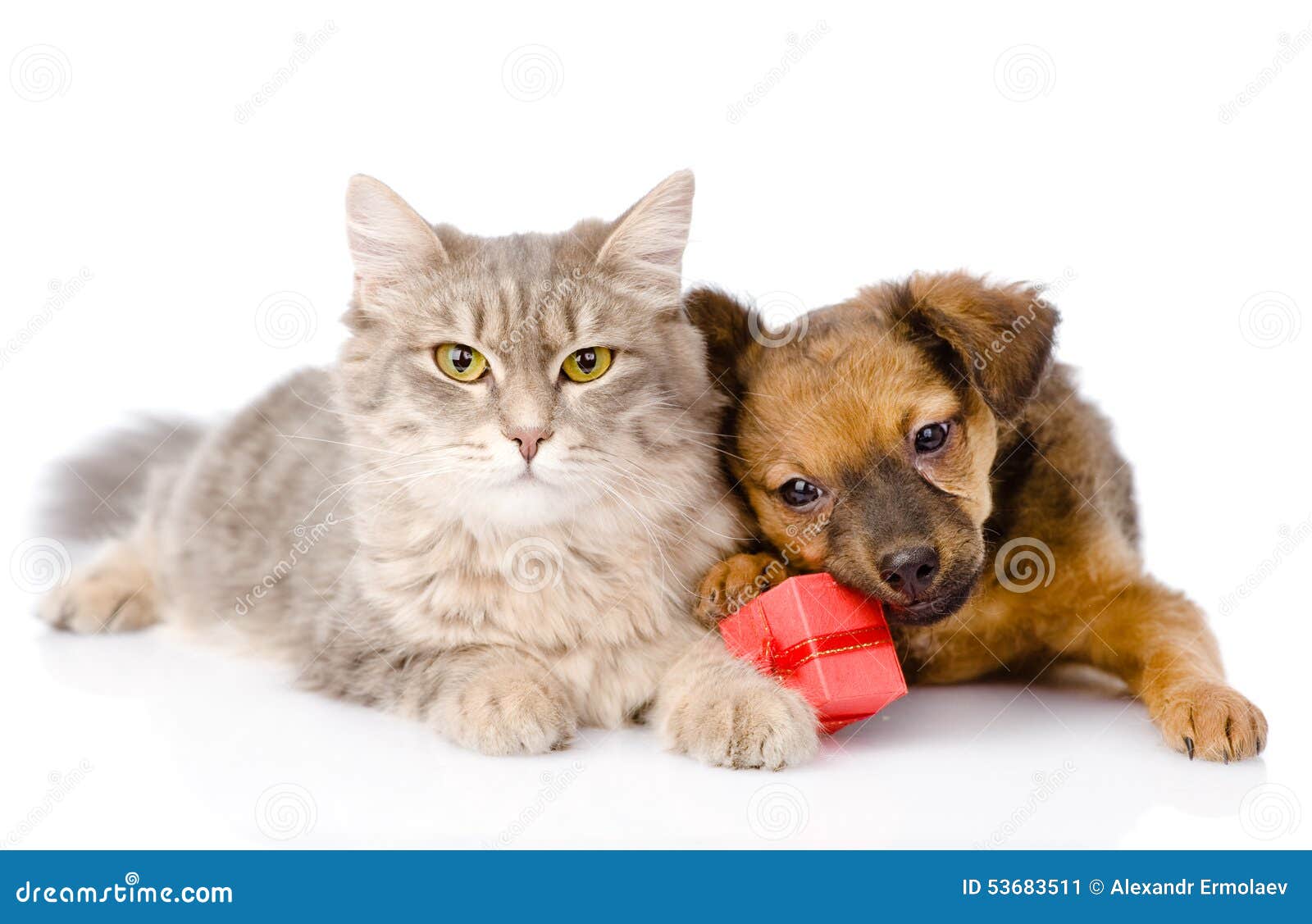 105,850 Cat Red Background Stock Photos - Free & Royalty-Free Stock ...