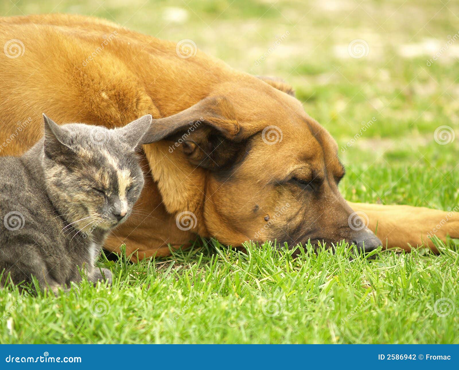 Cat and Dog Sleeping stock photo. Image of ears, feline - 2586942