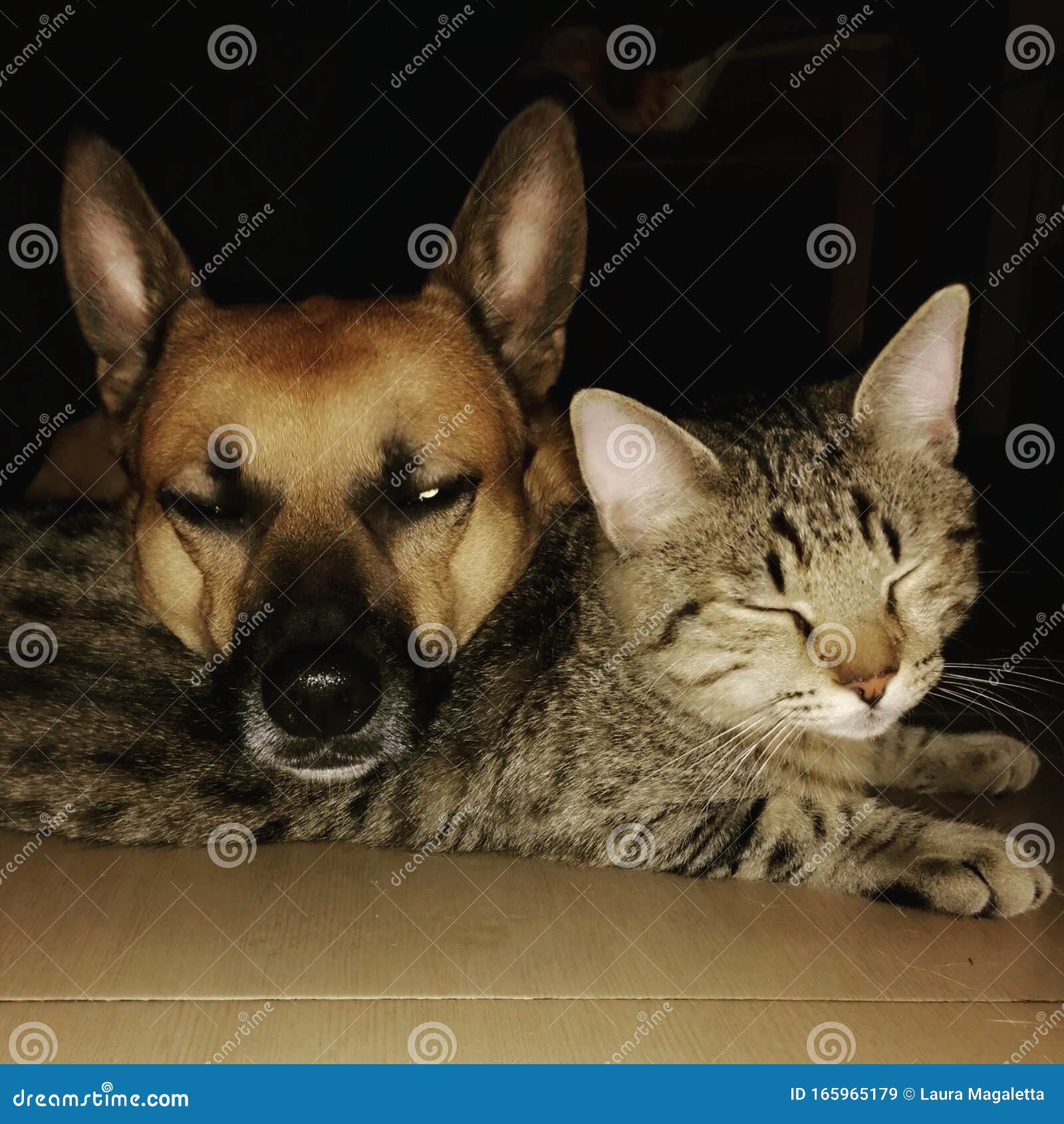 Cat Dog Sleeping Stock Photos - Download 1,558 Royalty Free Photos