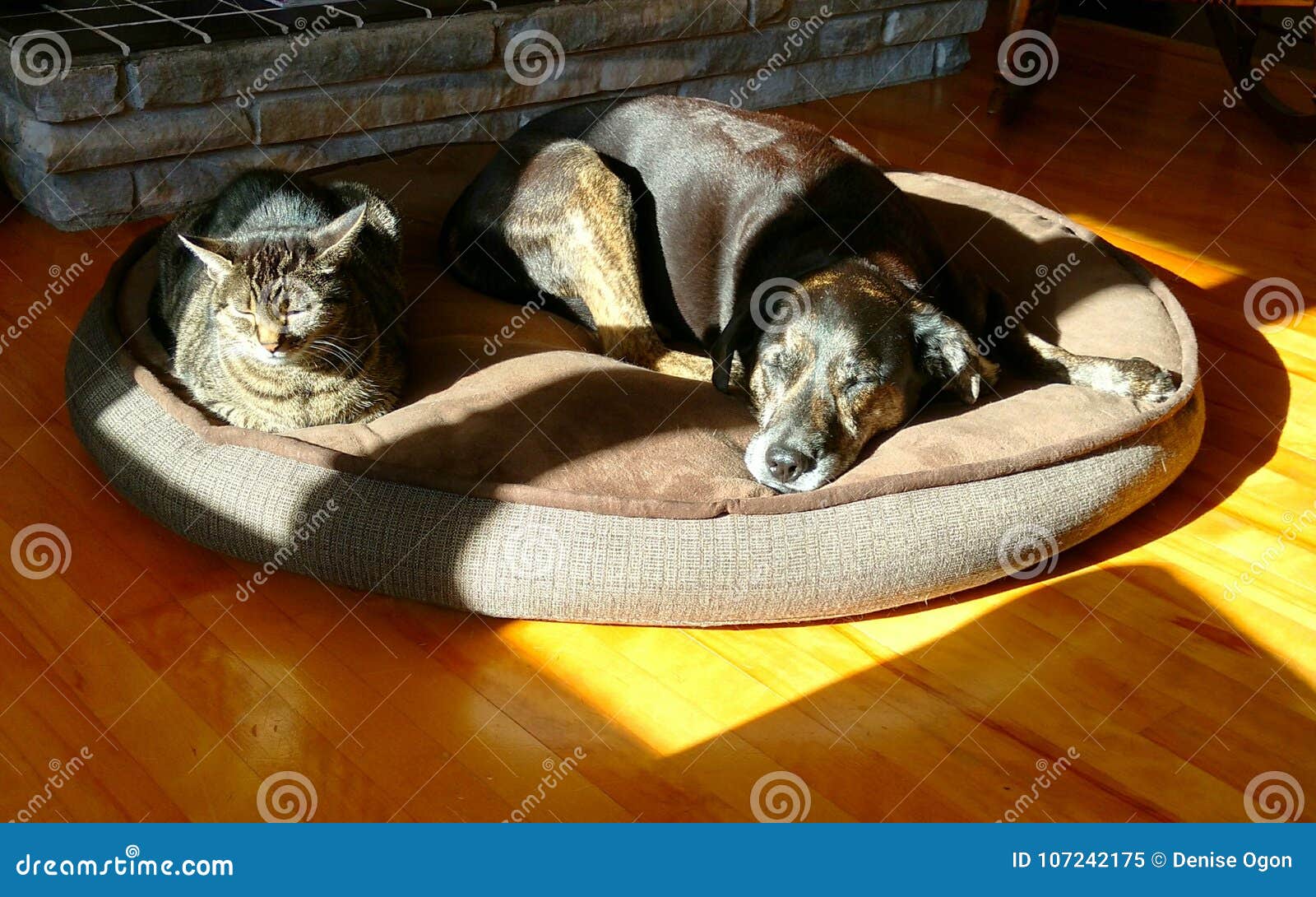 Enjoying the sun stock image. Image of lazy, sharing - 107242175