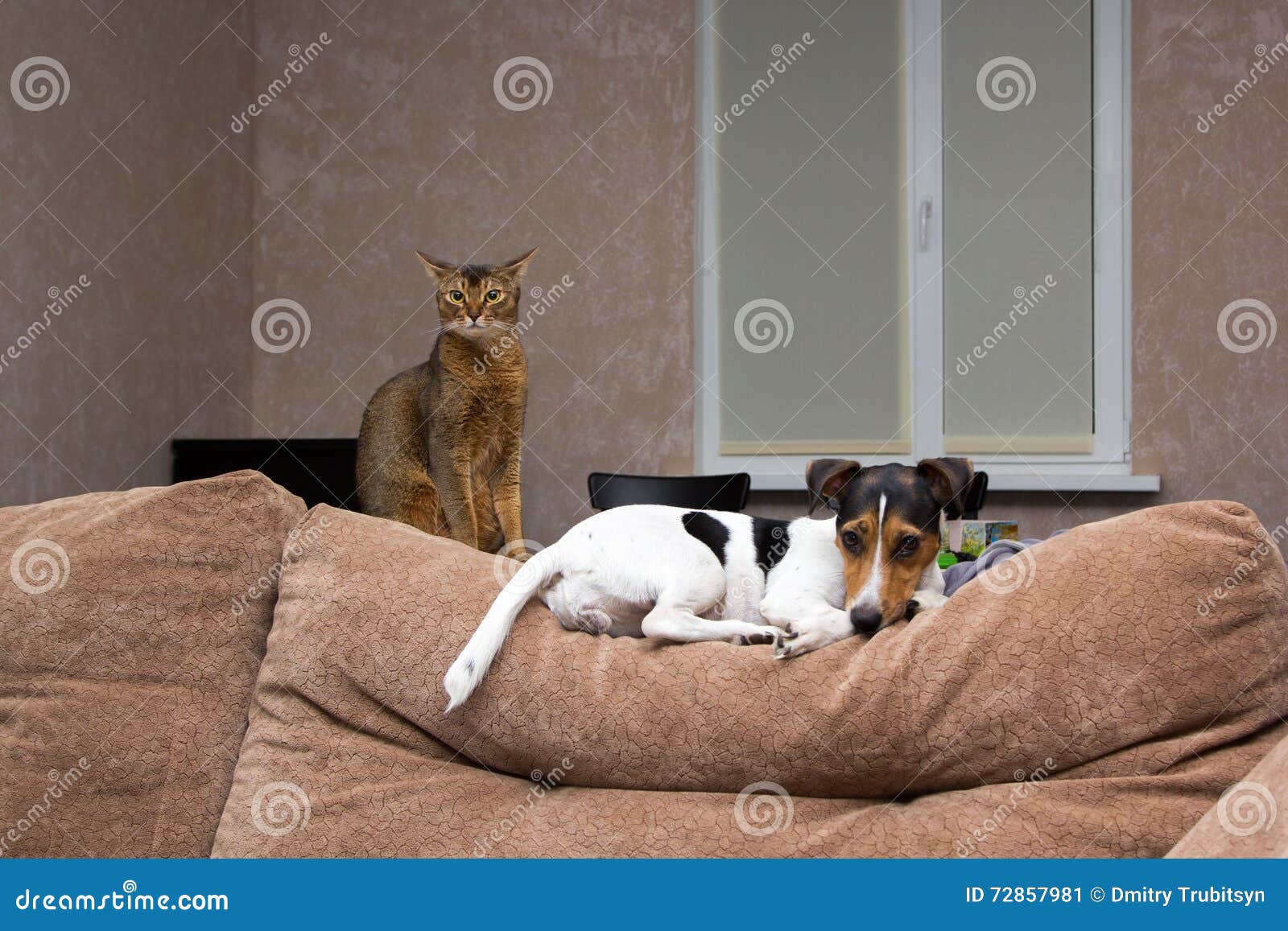 Cat and Dog Together on Back of Couch Stock Image - Image of russel ...