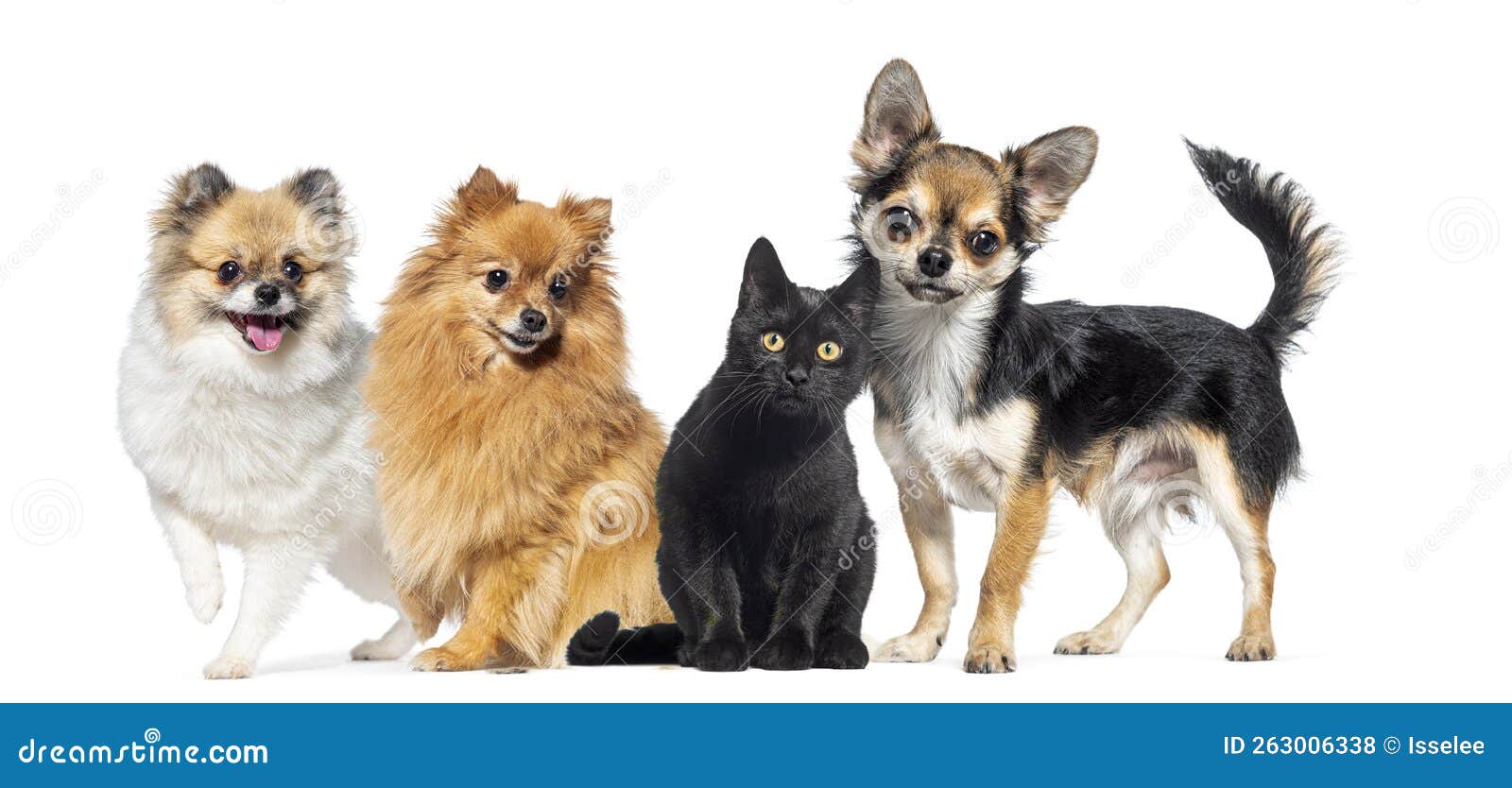 Cat and Dogs Together in a Row, Isolated on White Stock Photo - Image ...