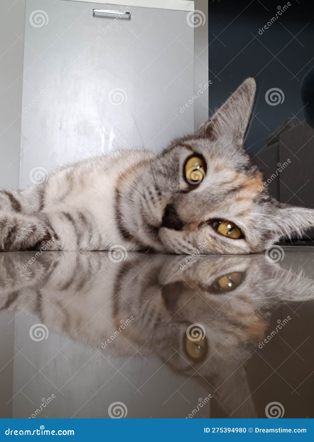 Cat Doing Mirror Selfie on the Floor Stock Photo - Image of mirror ...